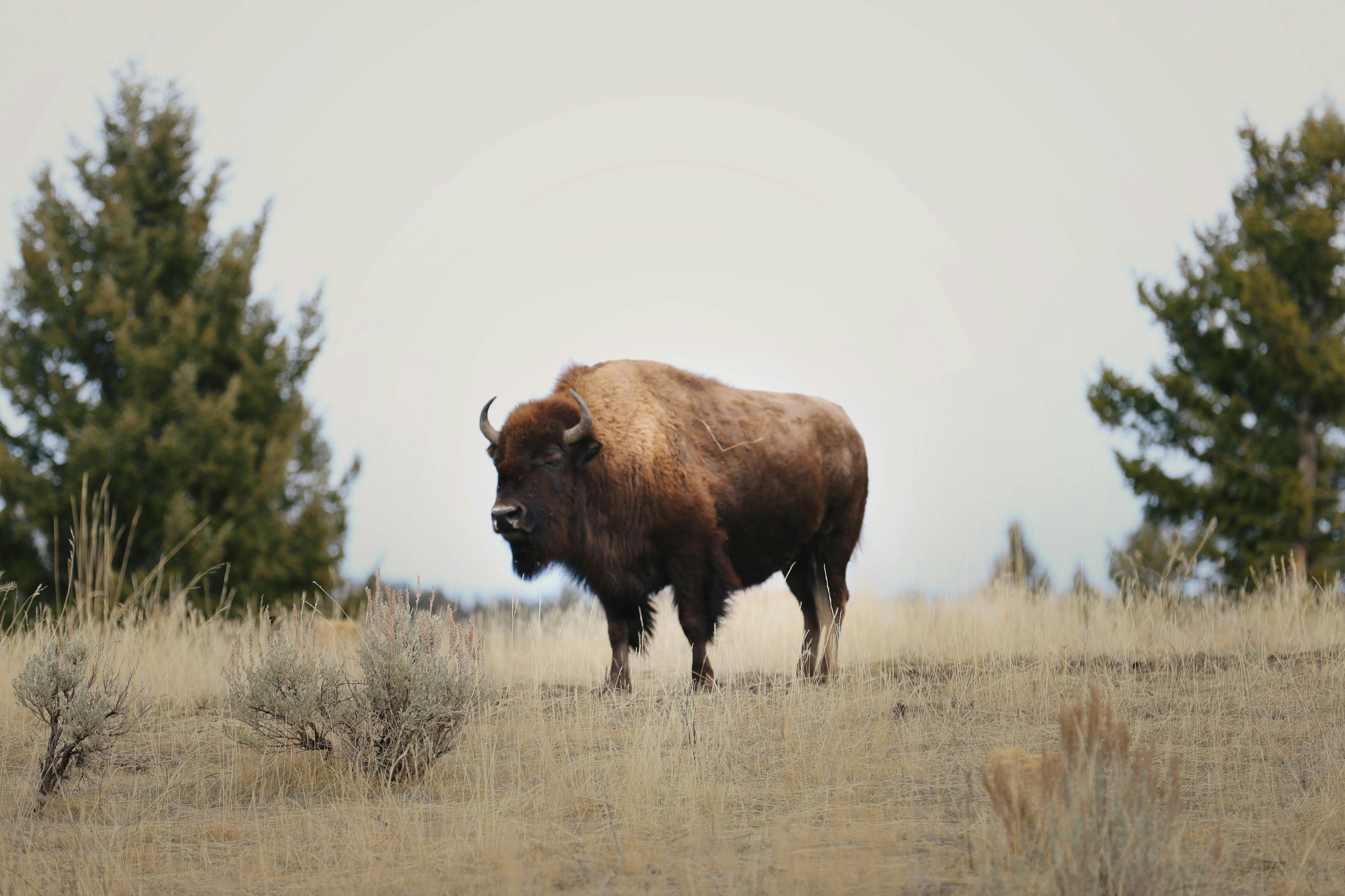 American Bison Grazing in Yellowstone National Park · Free Stock Photo