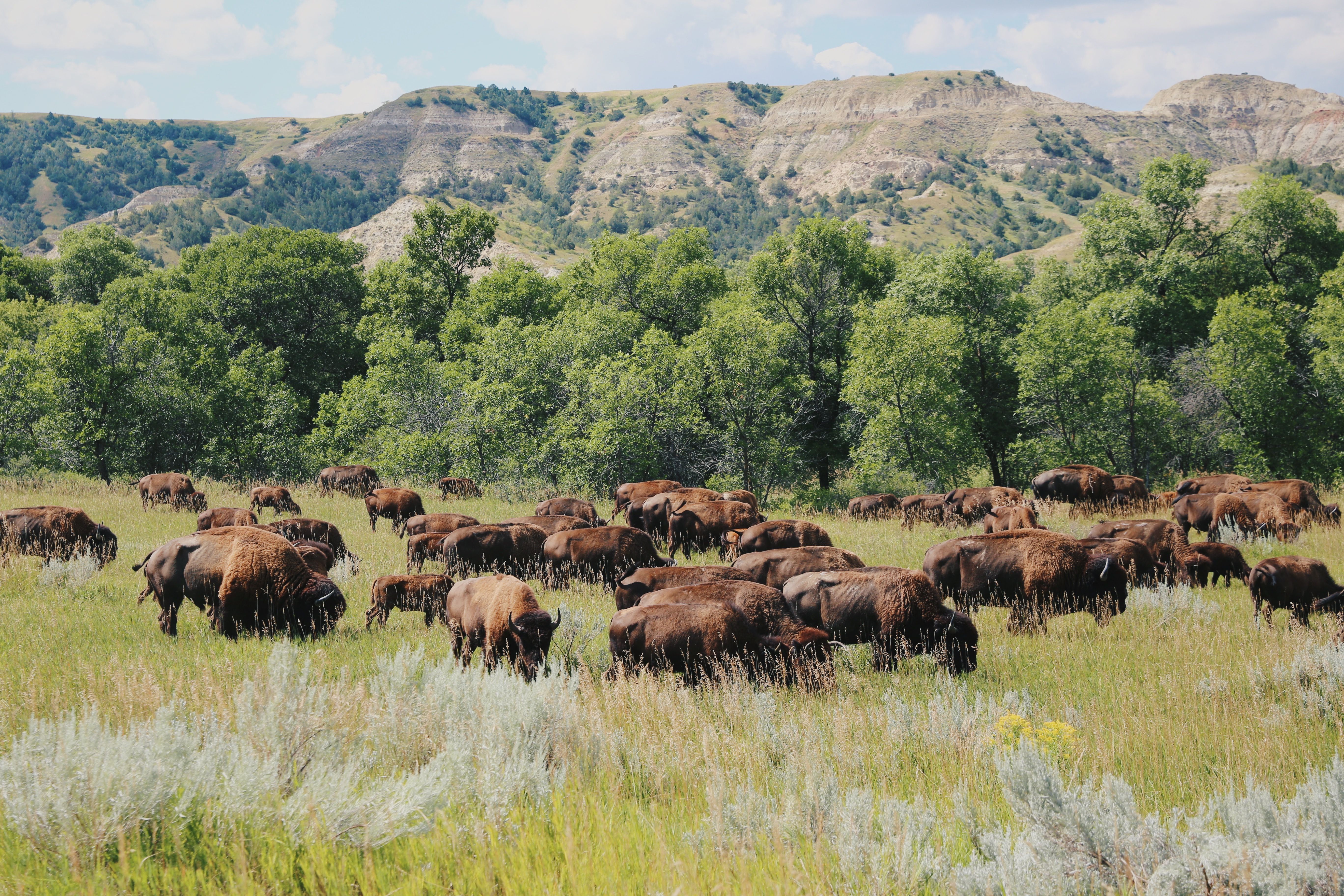 Majestic Bison Herd in Theodore Roosevelt National Park · Free Stock Photo