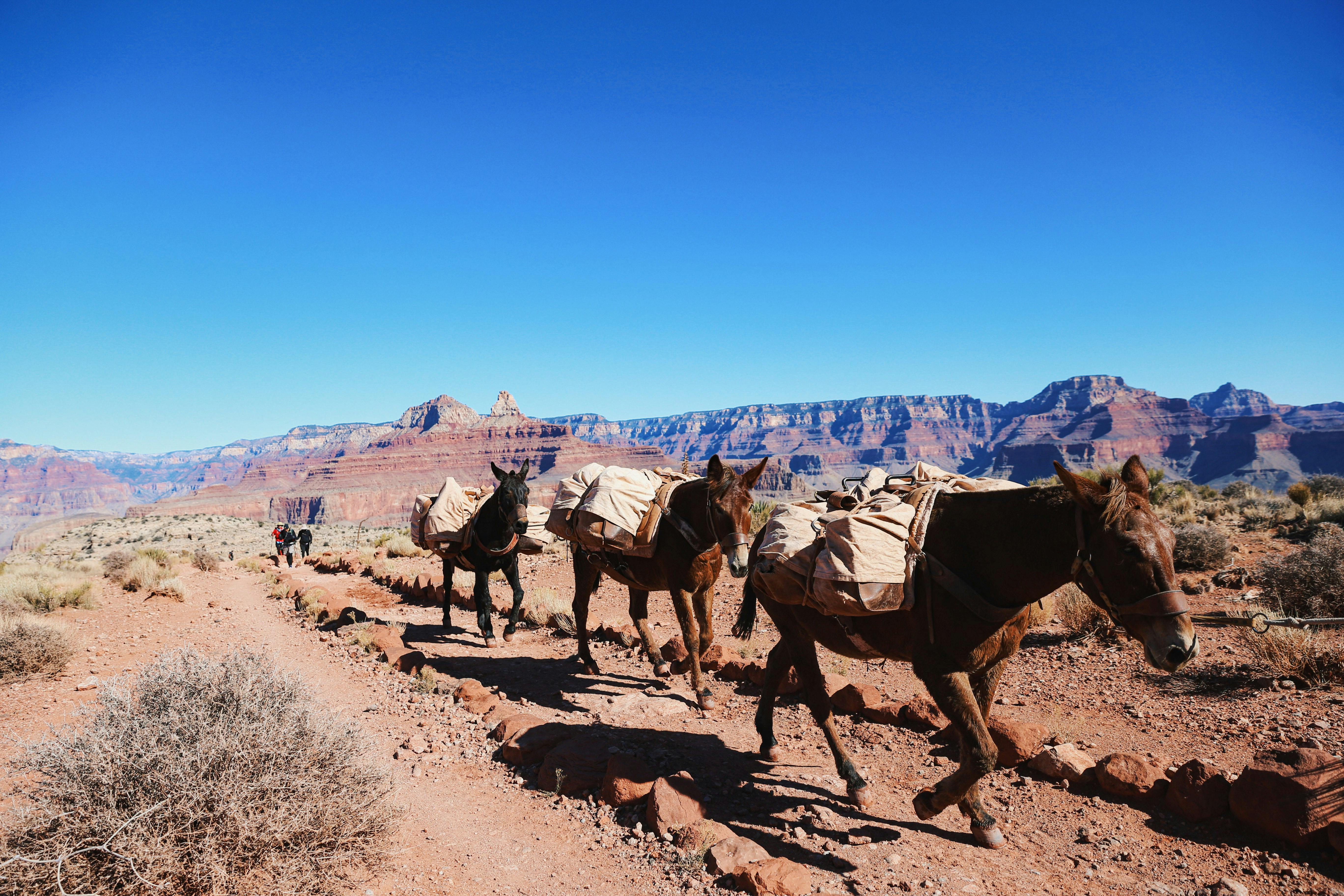 Mule Train on the Bright Angel Trail at Grand Canyon · Free Stock Photo