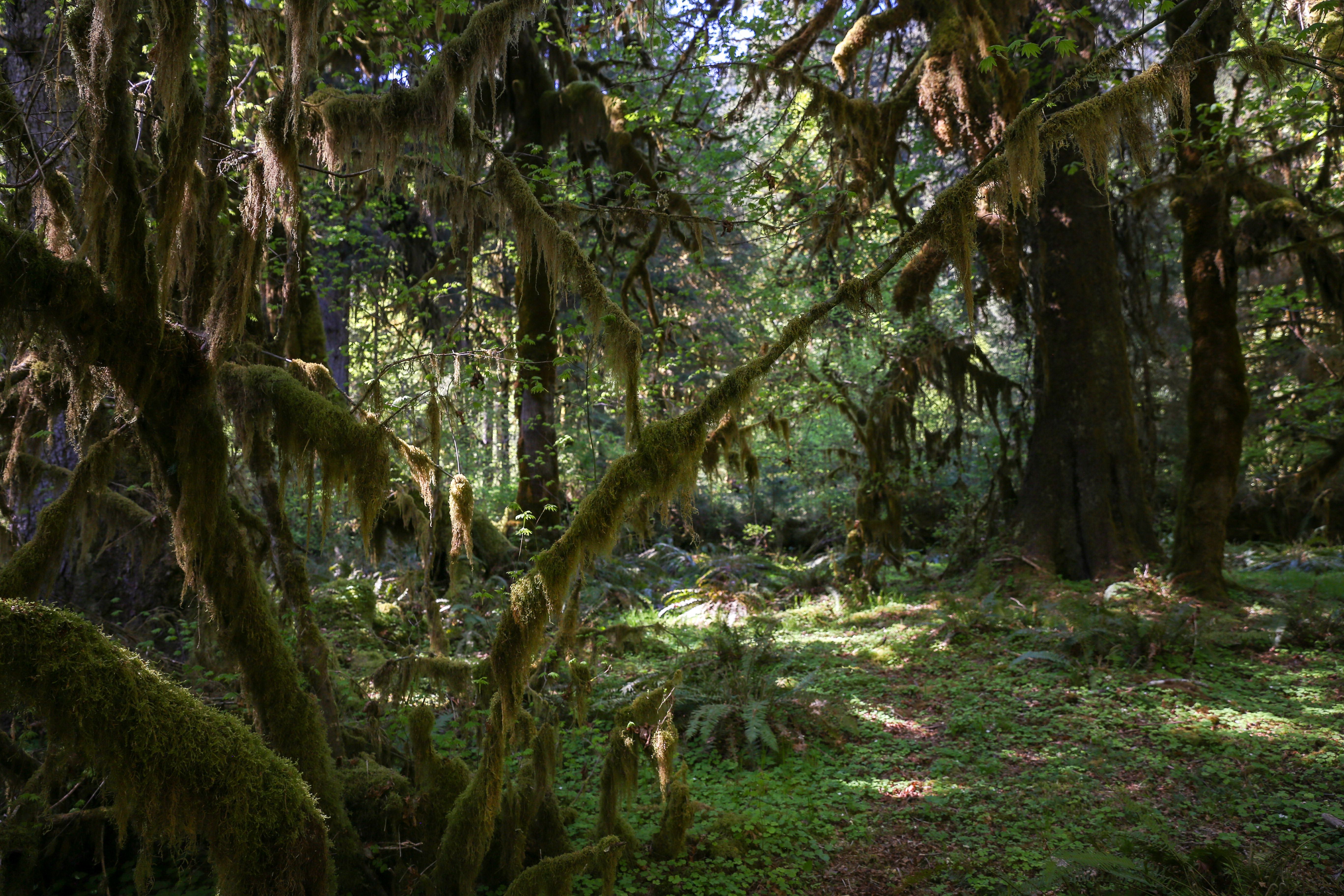 Lush Hoh Rainforest in Olympic National Park · Free Stock Photo