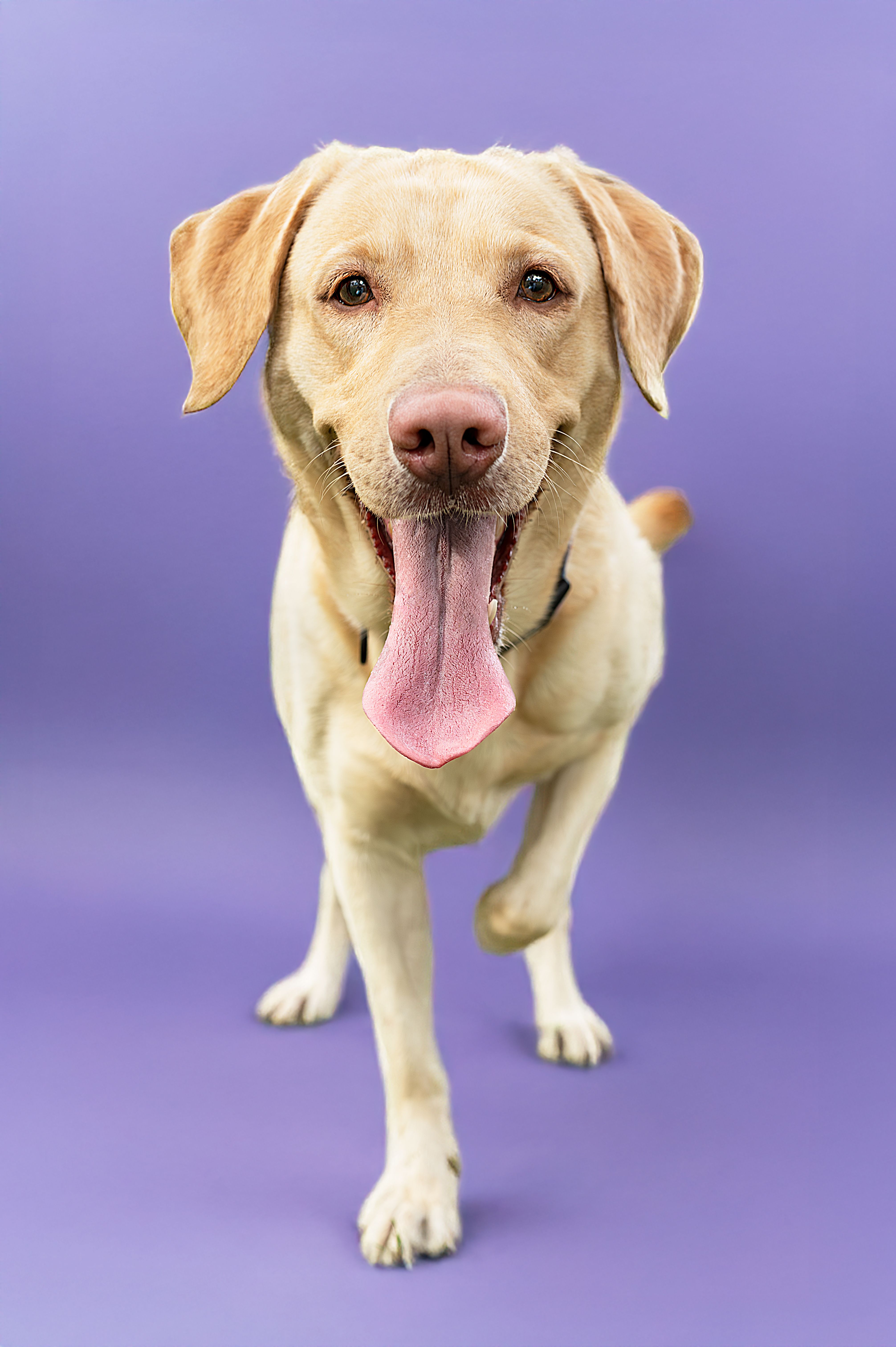 Cheerful Labrador Retriever on Purple Background · Free Stock Photo