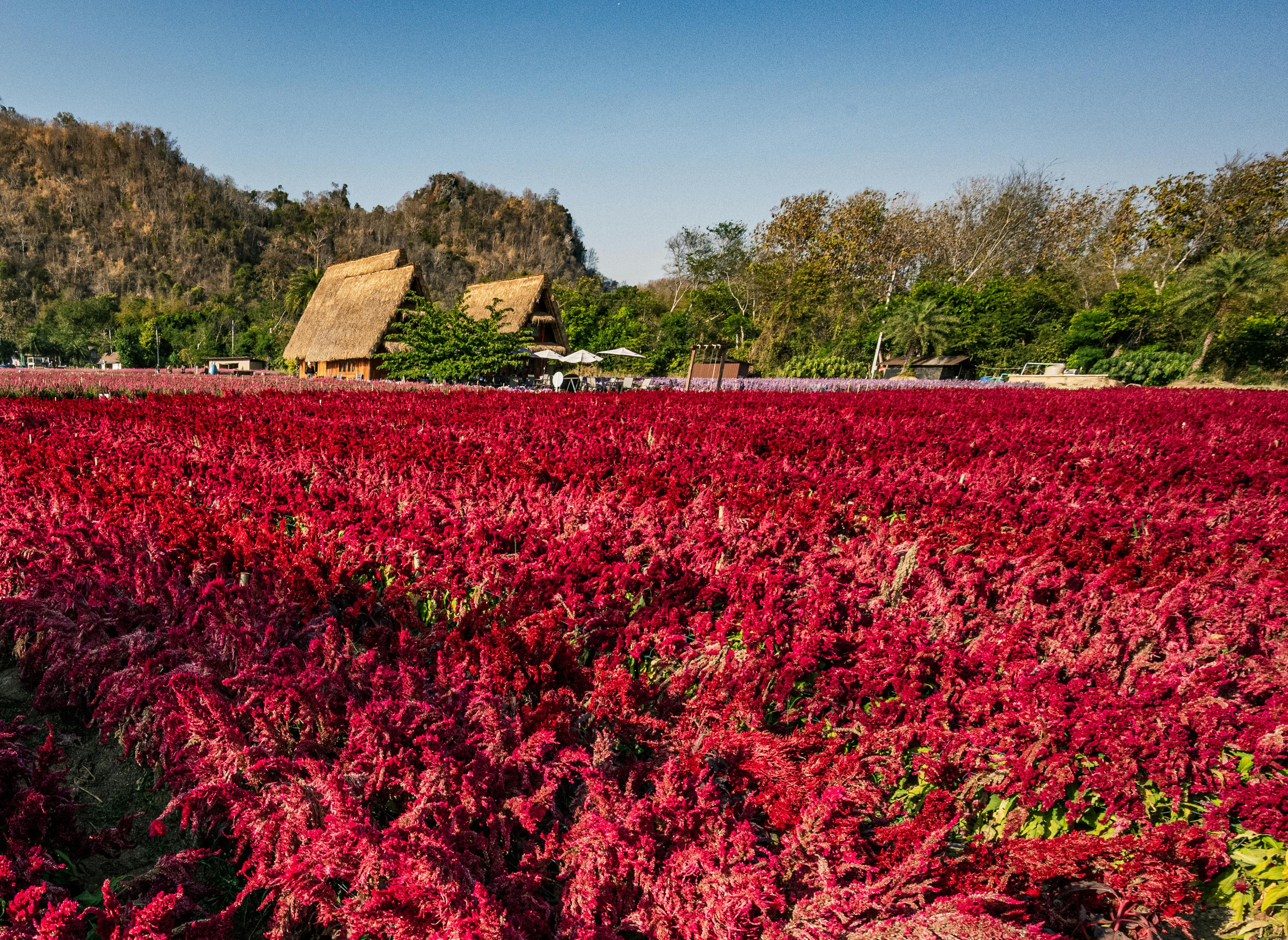 Farm Images Photos, Download The BEST Free Farm Images Stock Photos ...