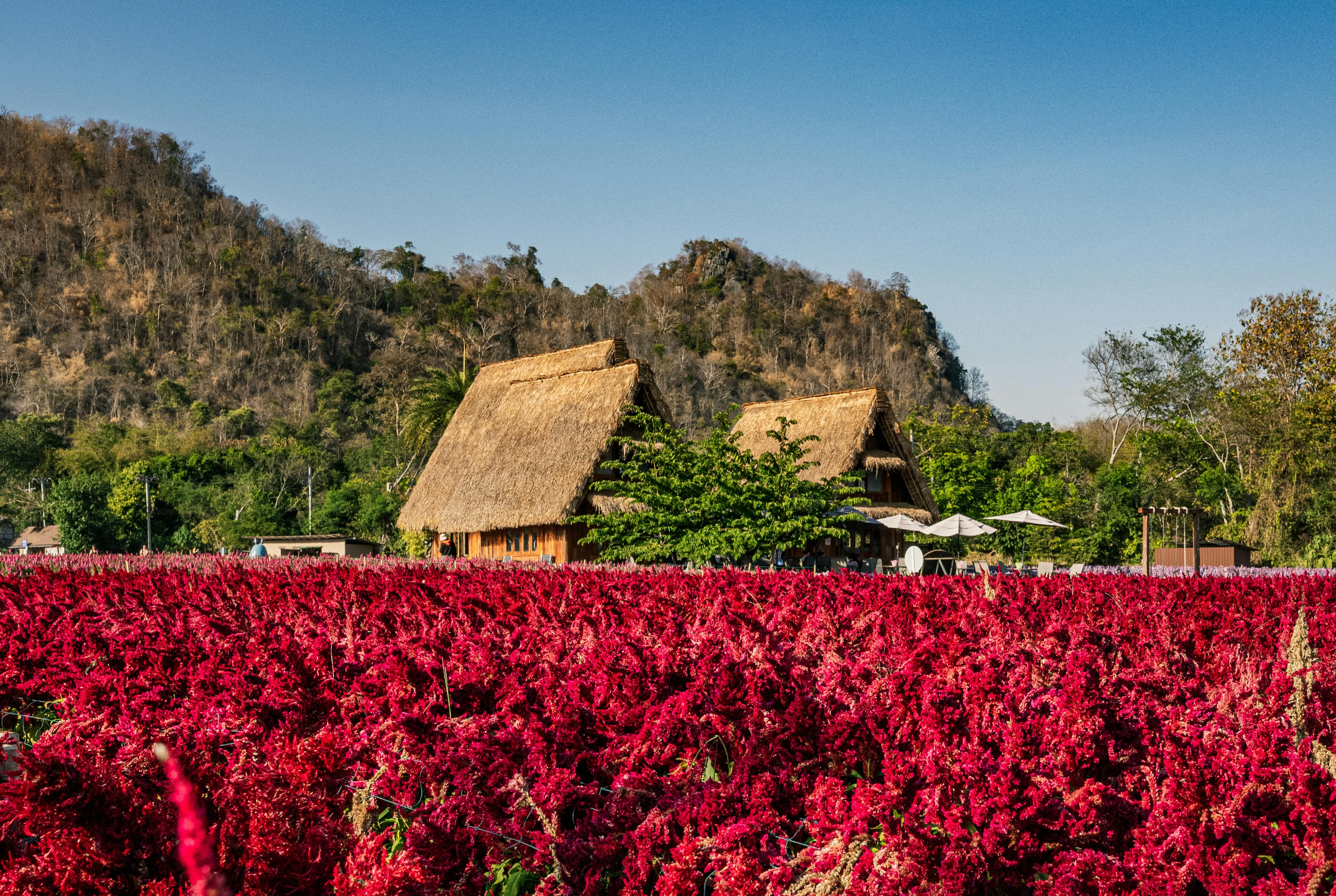 Stunning Thatched Houses in Vibrant Thai Landscape · Free Stock Photo
