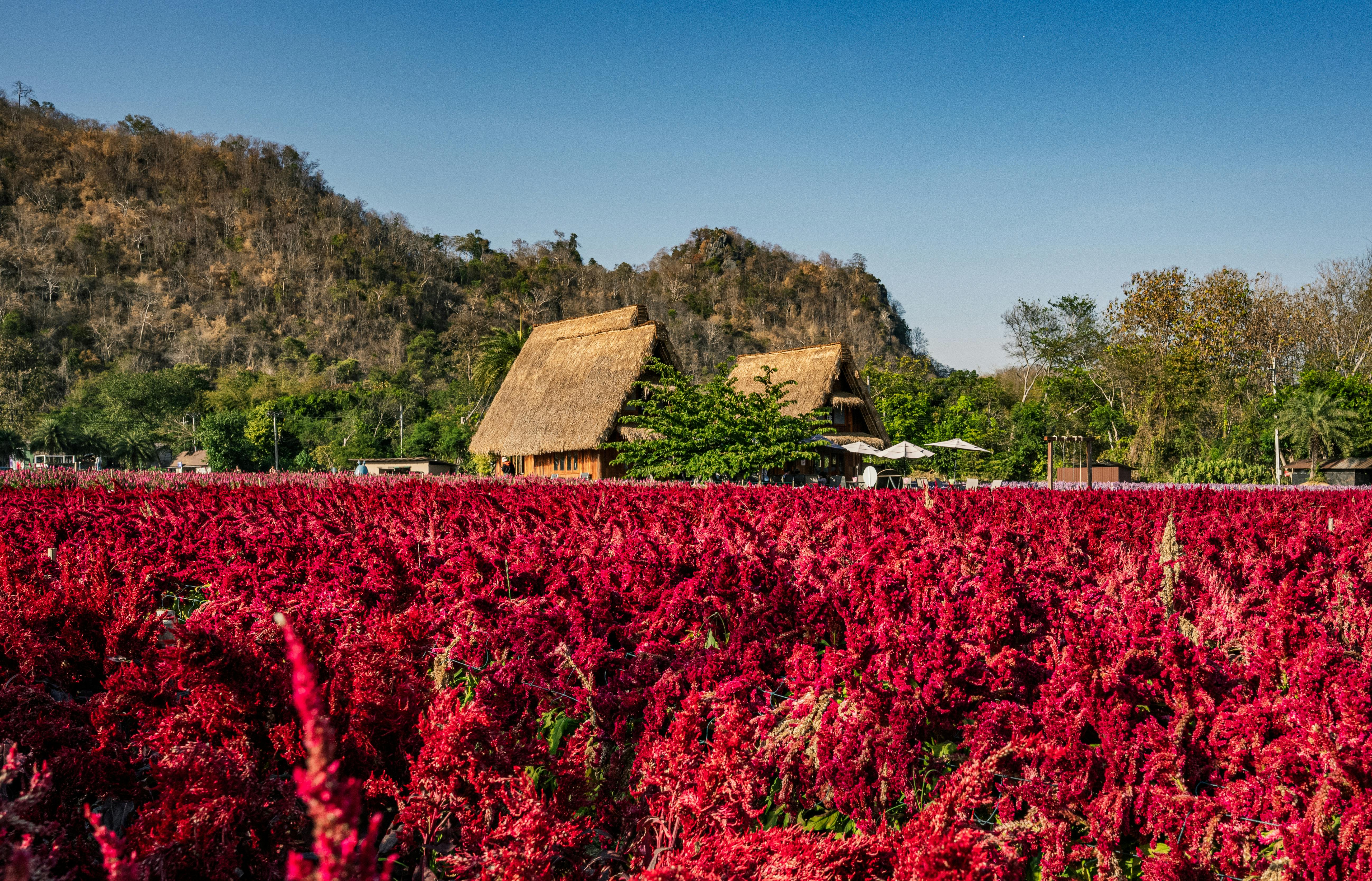 Vibrant Amaranth Fields in Thai Countryside · Free Stock Photo
