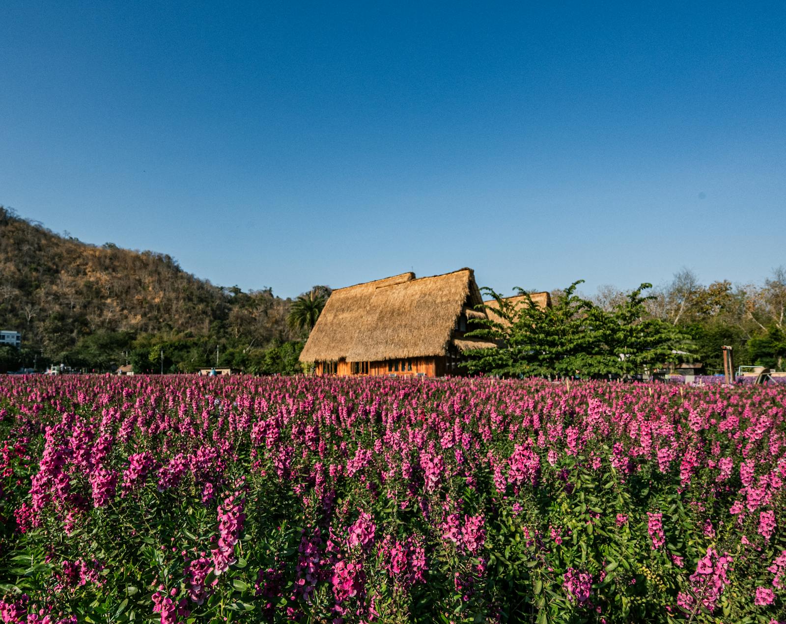 Free Photos Photos, Download The BEST Free Free Photos Stock Photos ...