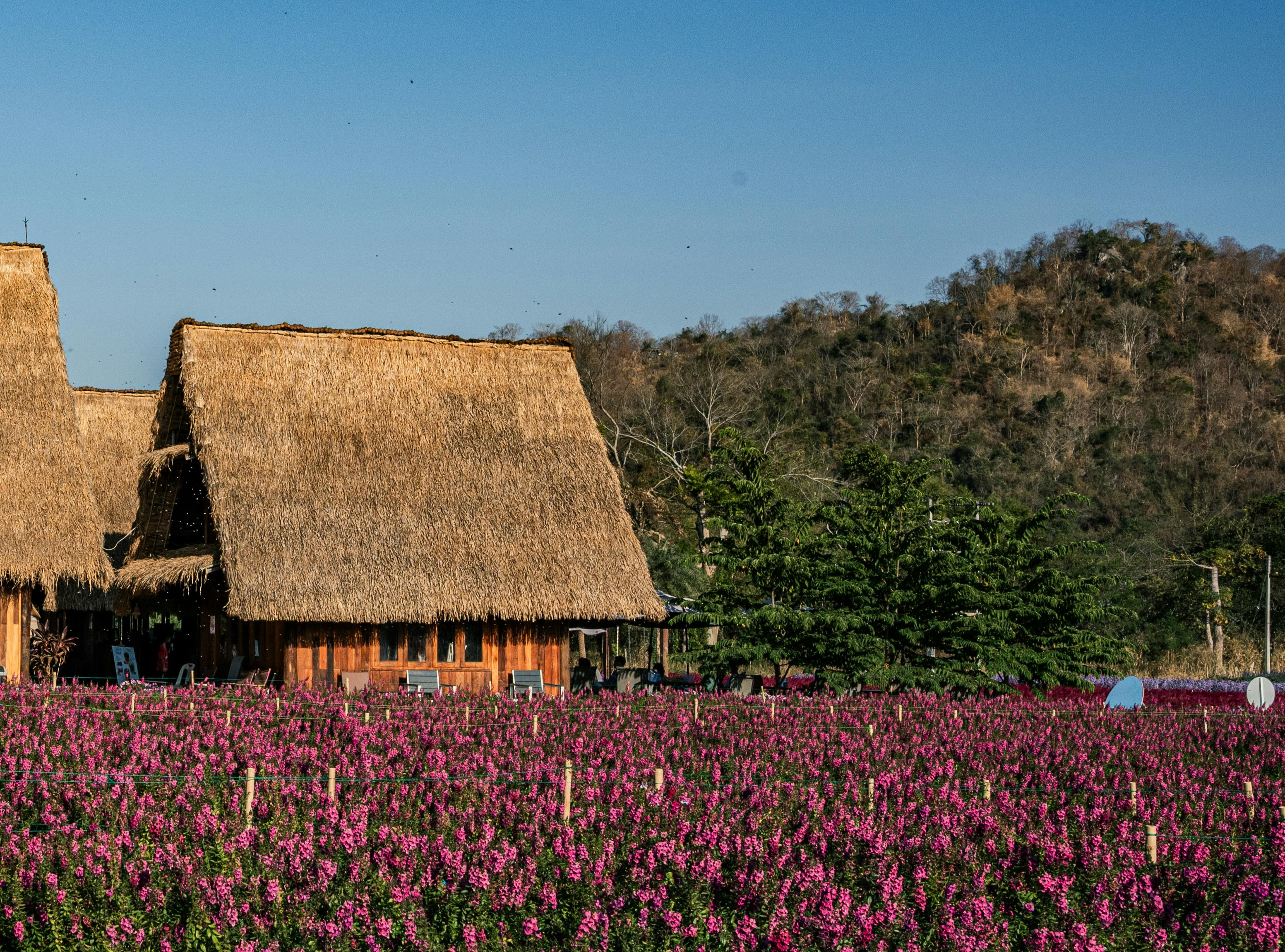 Free Live Flowers Wallpaper Photos, Download The BEST Free Free Live ...