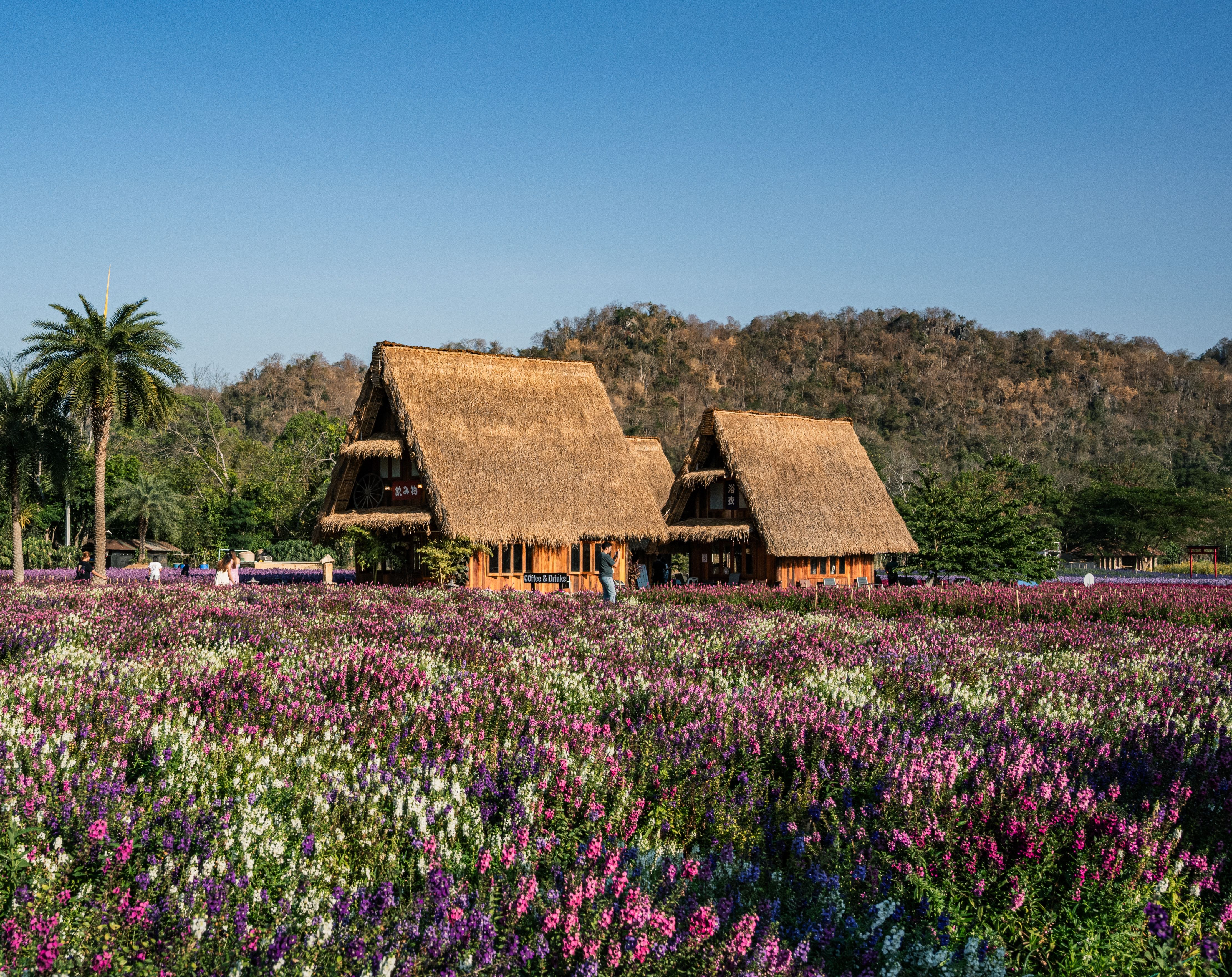 Rustic Thai Houses Amidst Vibrant Flower Field · Free Stock Photo