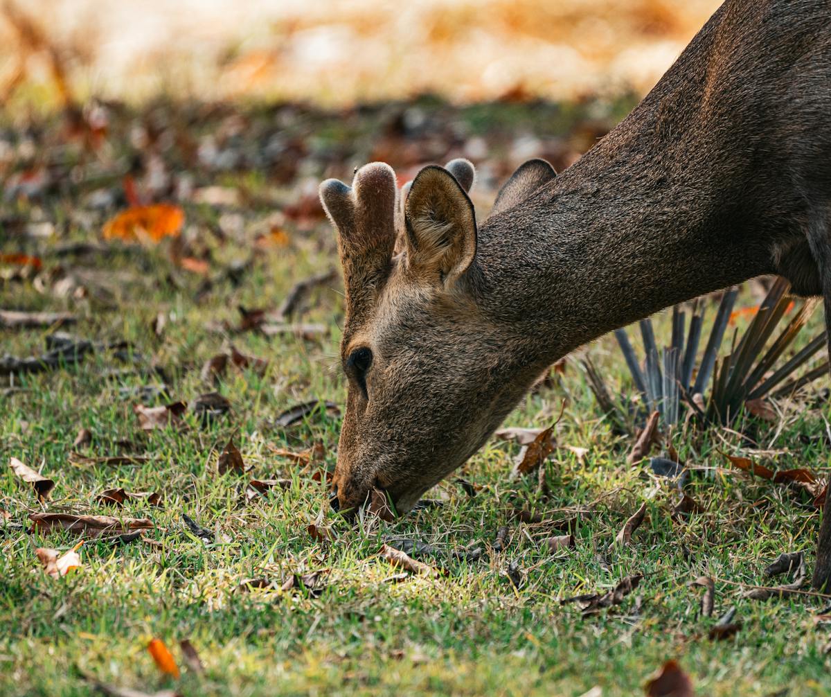 Deer Images Photos, Download The BEST Free Deer Images Stock Photos ...