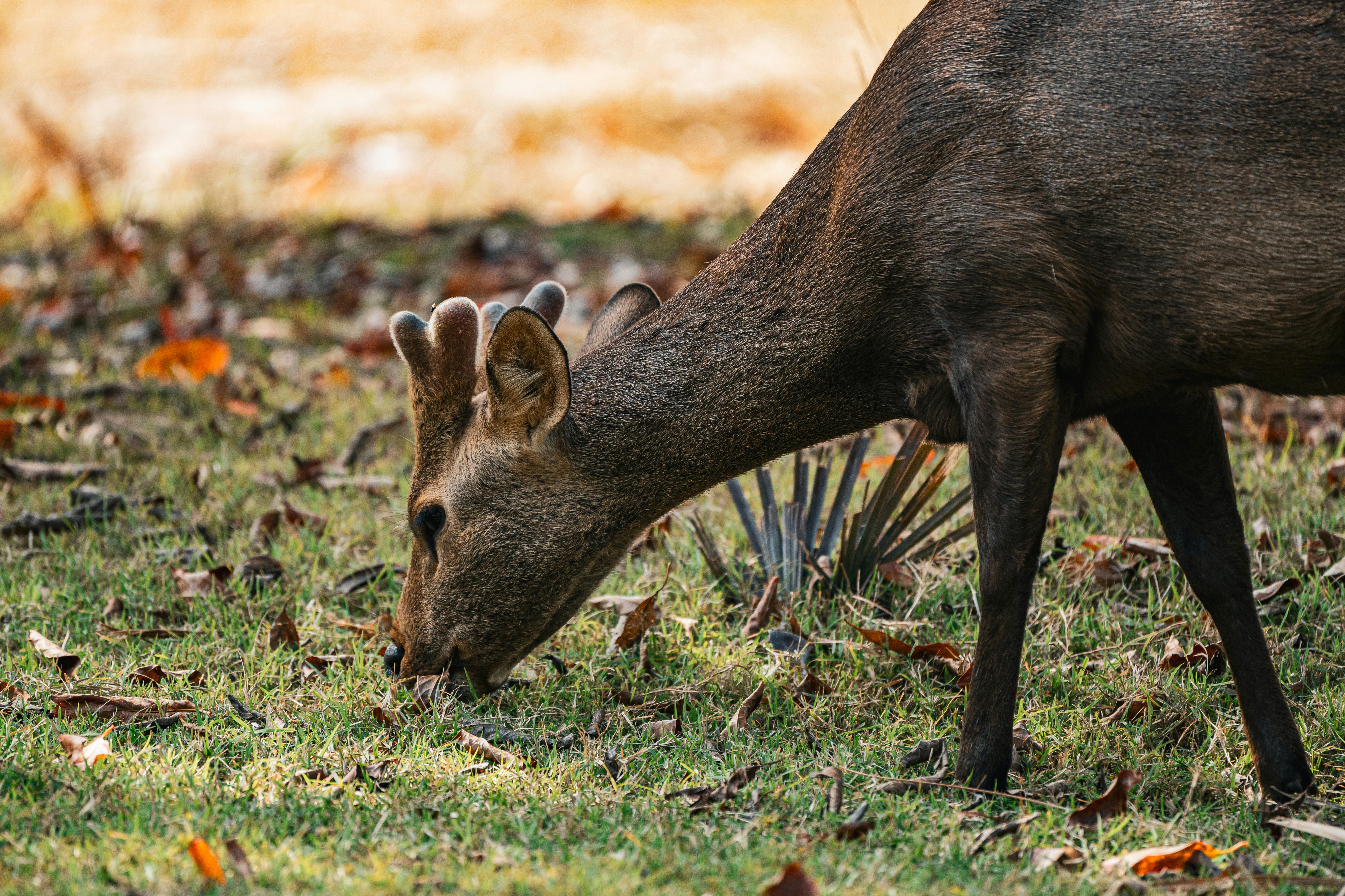 Muntjac Deer Grazing in Thailand Forest · Free Stock Photo