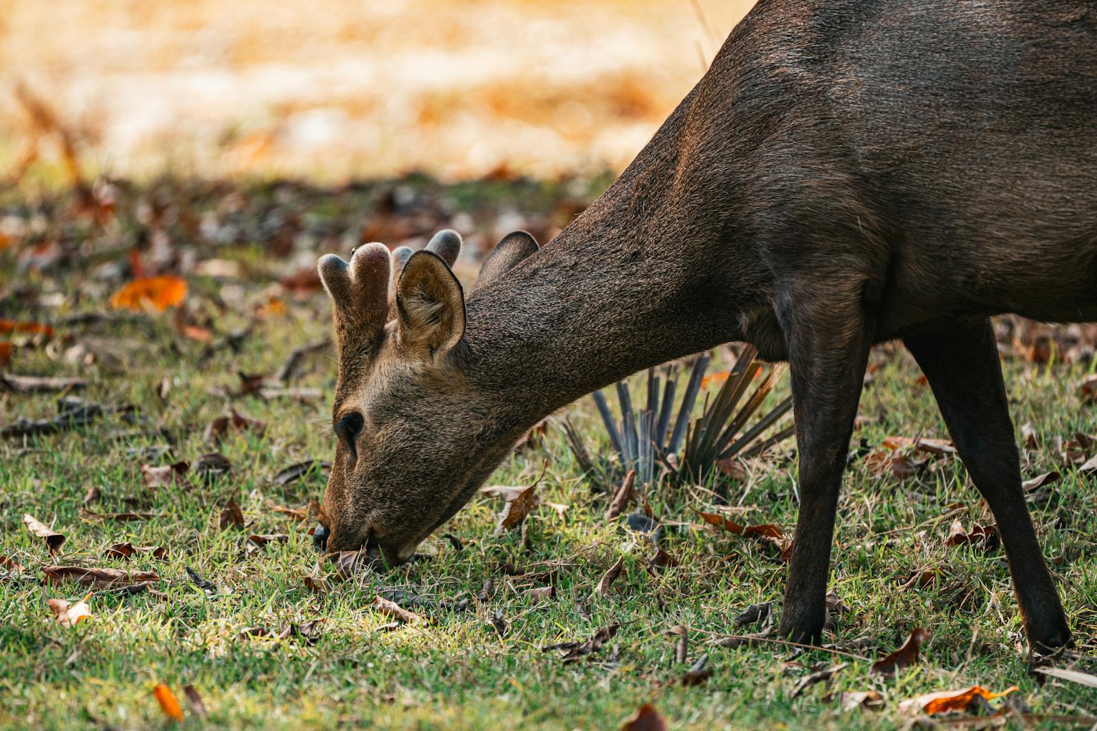 Deer Images Photos, Download The BEST Free Deer Images Stock Photos ...