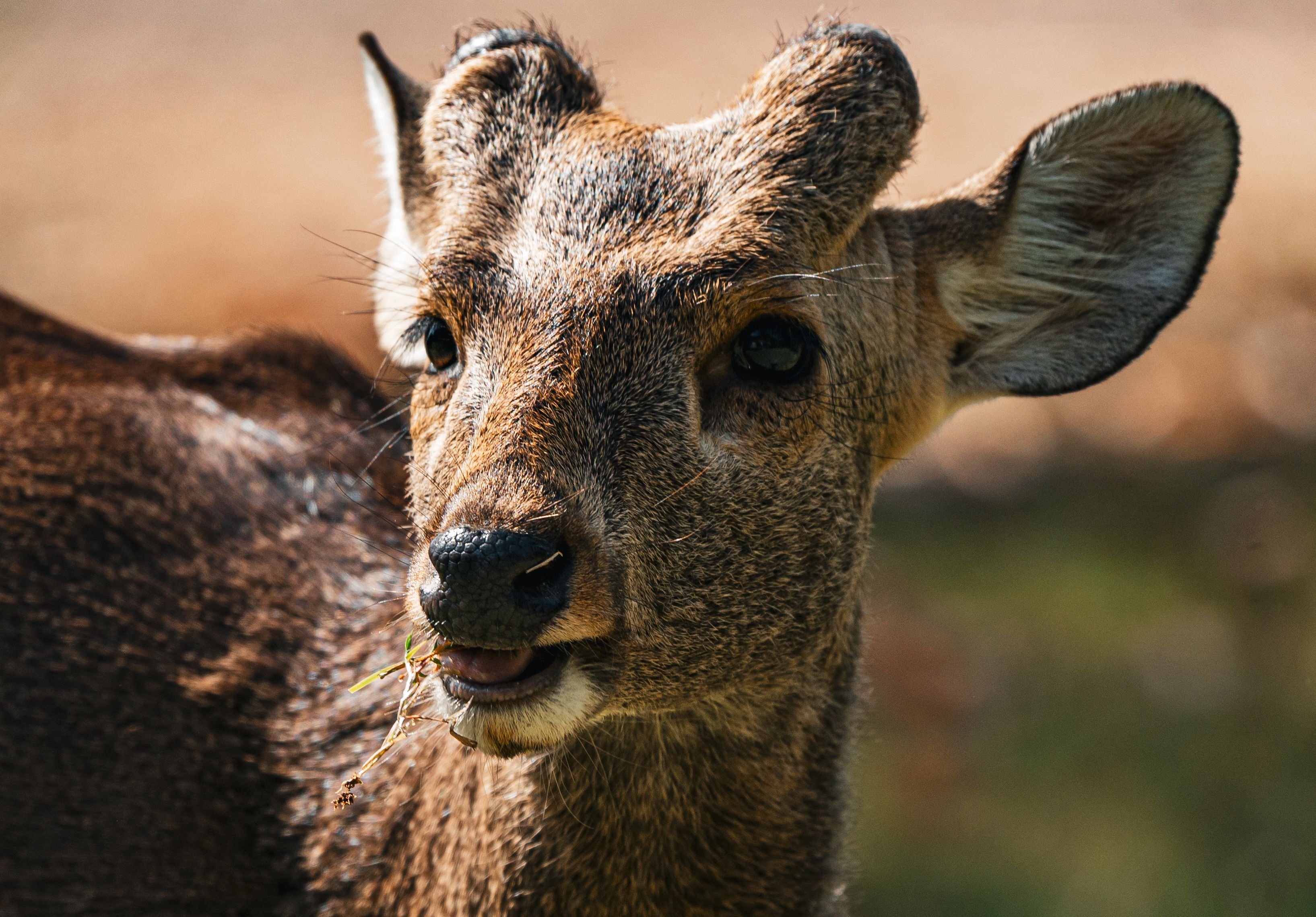 Barasingha Photos, Download The BEST Free Barasingha Stock Photos & HD ...