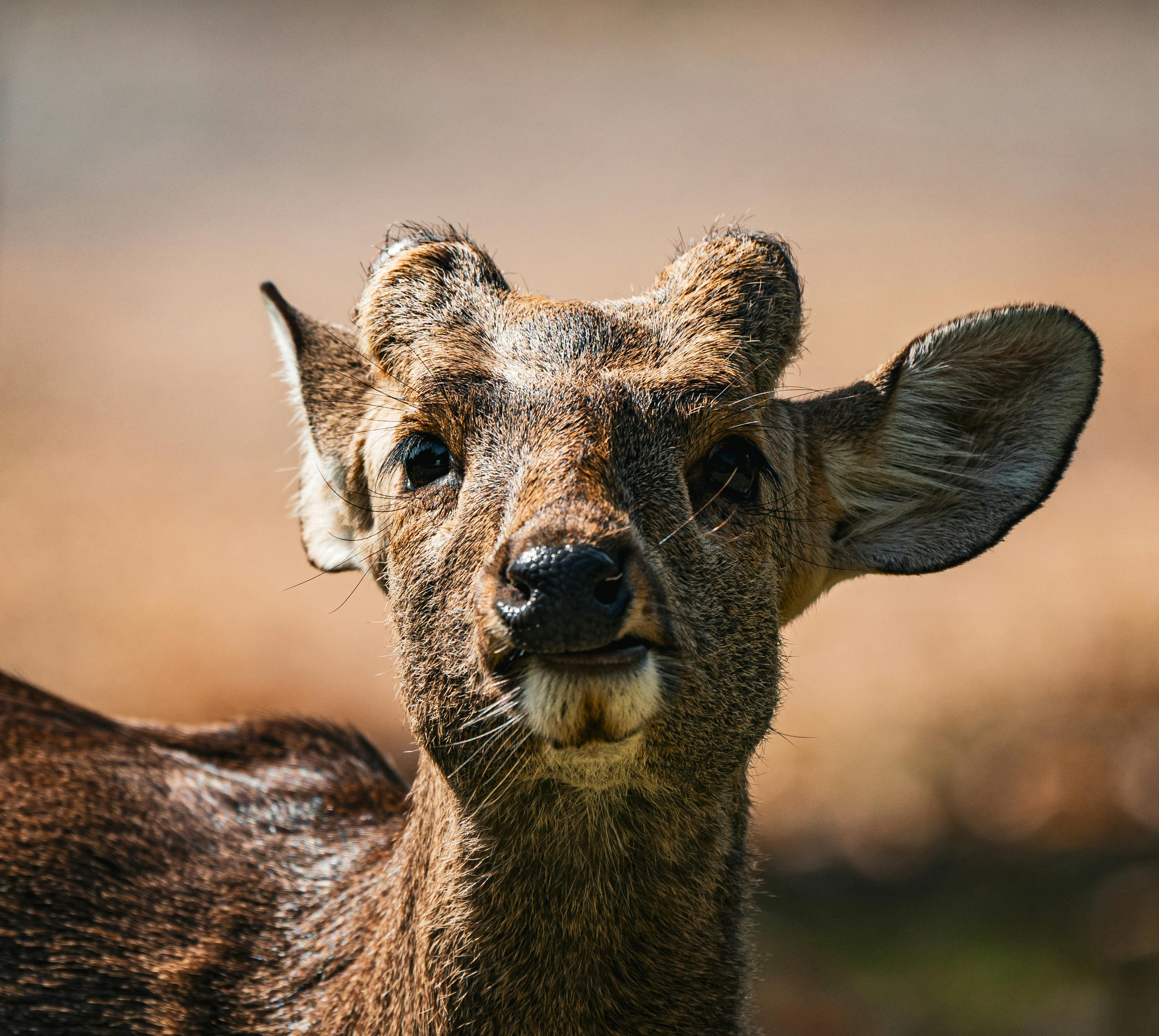 Maha Kumbh Images Photos, Download The BEST Free Maha Kumbh Images ...