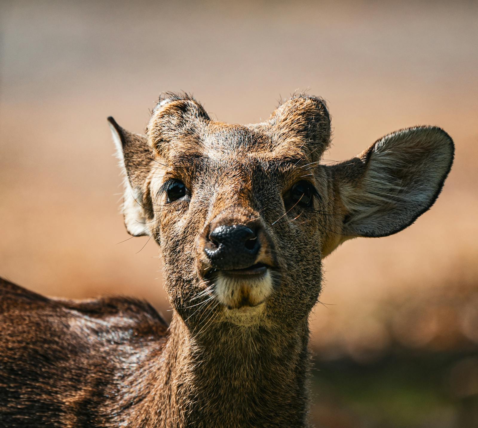 Free Photos Photos, Download The BEST Free Free Photos Stock Photos ...