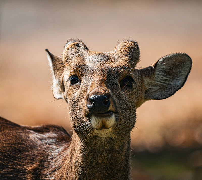 Free Png Photos, Download The BEST Free Free Png Stock Photos & HD Images