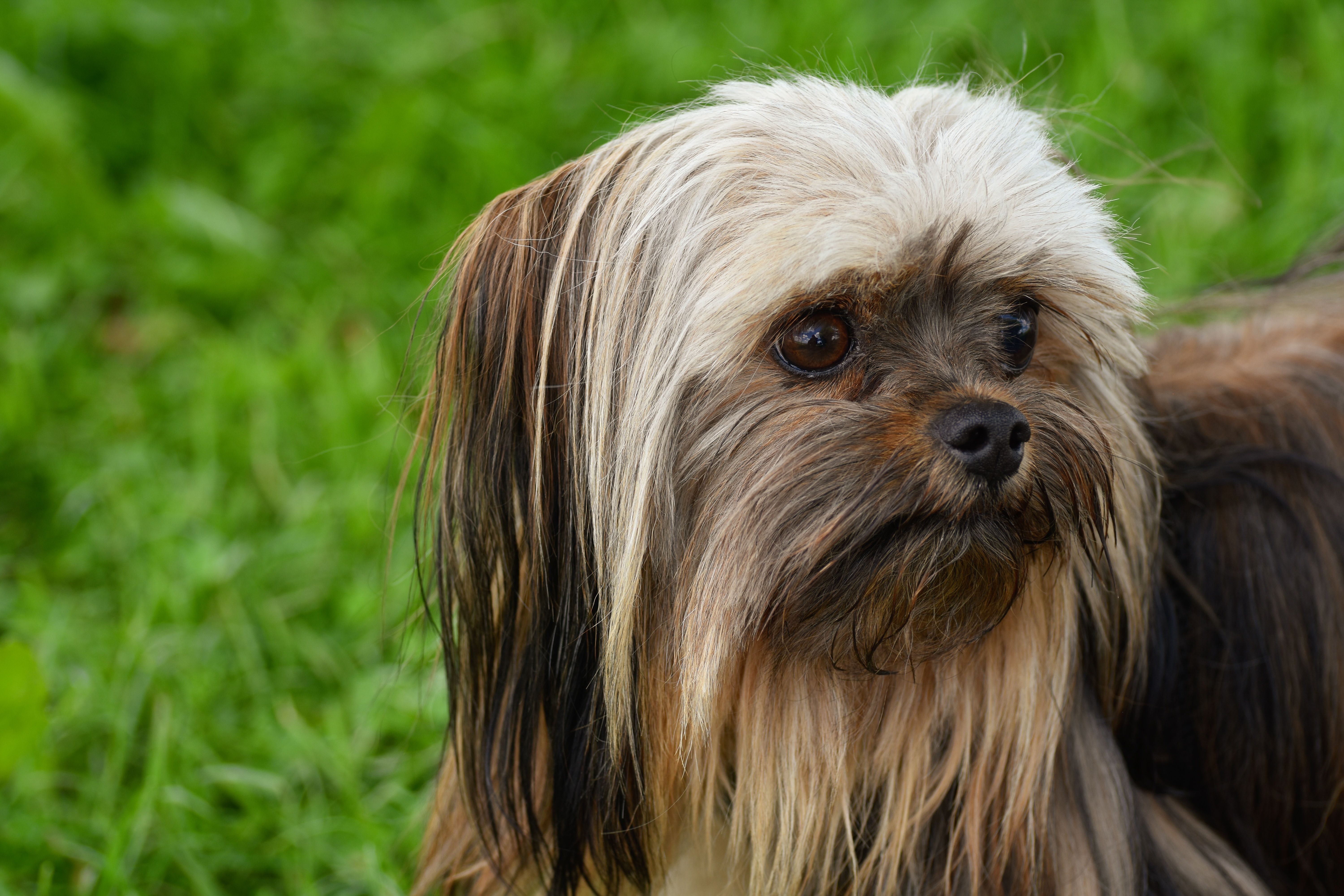 Cute Shih Tzu Dog Sitting on Grass Outdoors · Free Stock Photo