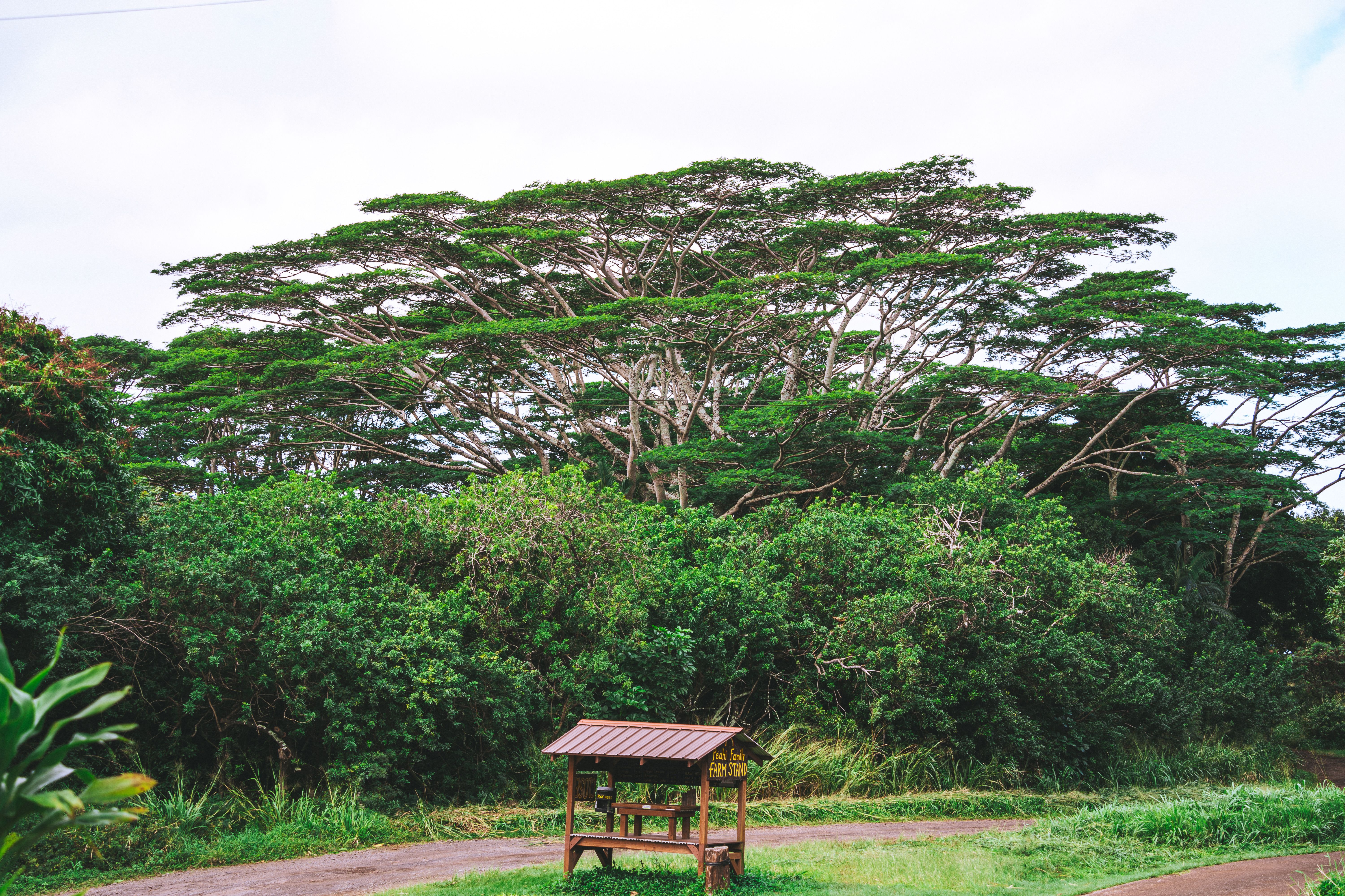 Beautiful Acacia Tree Landscape with Rustic Bench · Free Stock Photo