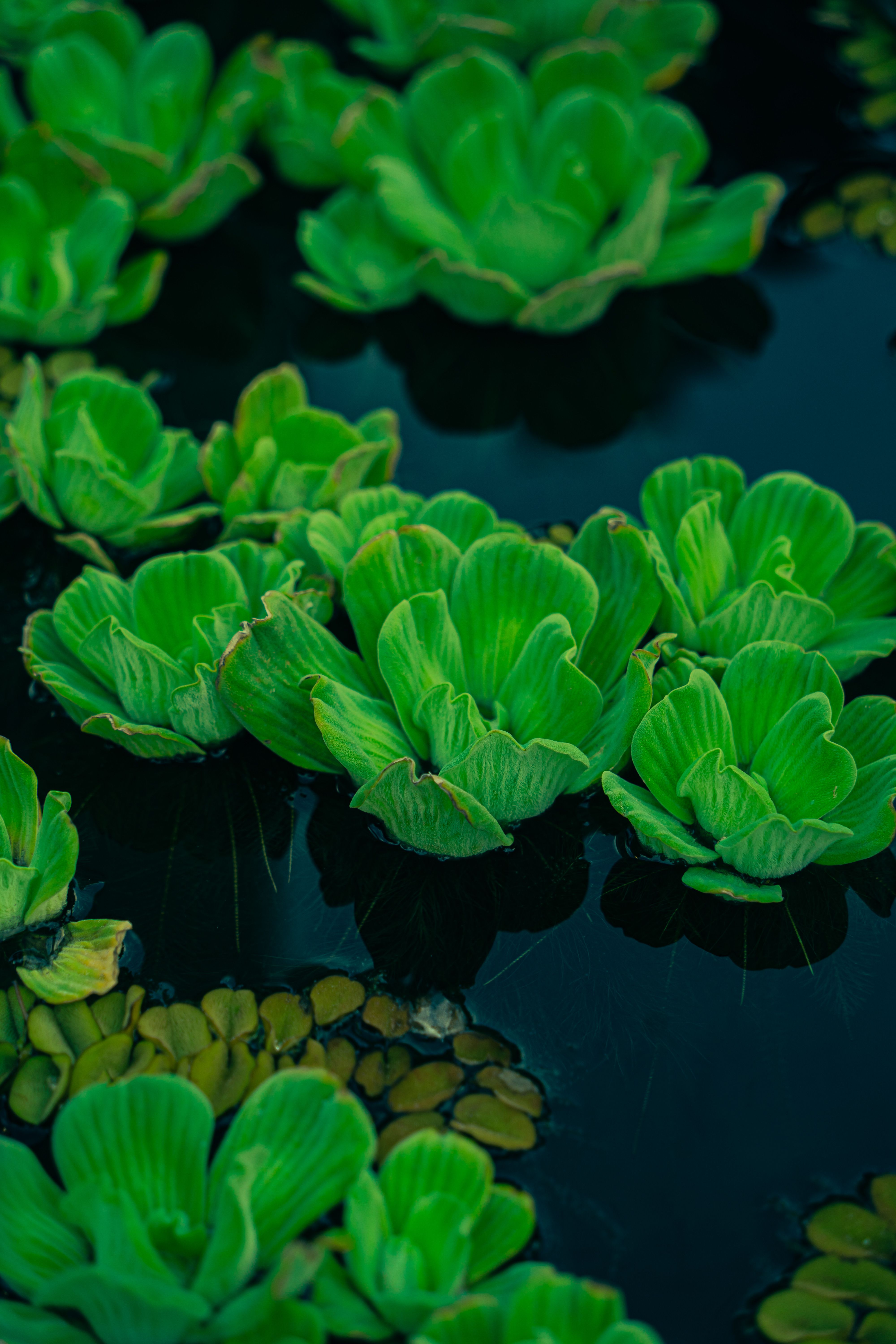 Vibrant Water Lettuce Floating on Dark Pond · Free Stock Photo
