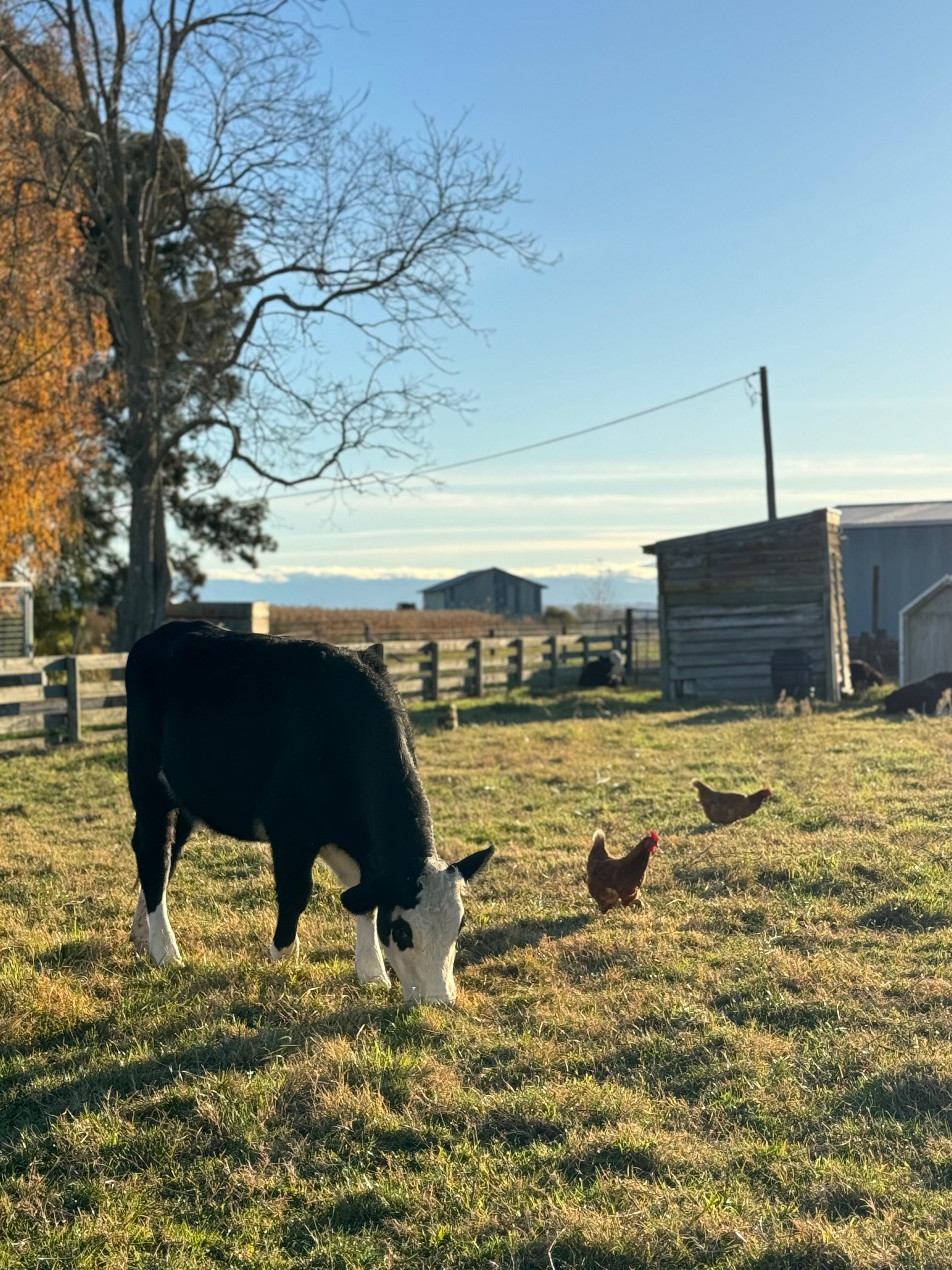 Peaceful Farm Scene with Grazing Cow and Chickens · Free Stock Photo
