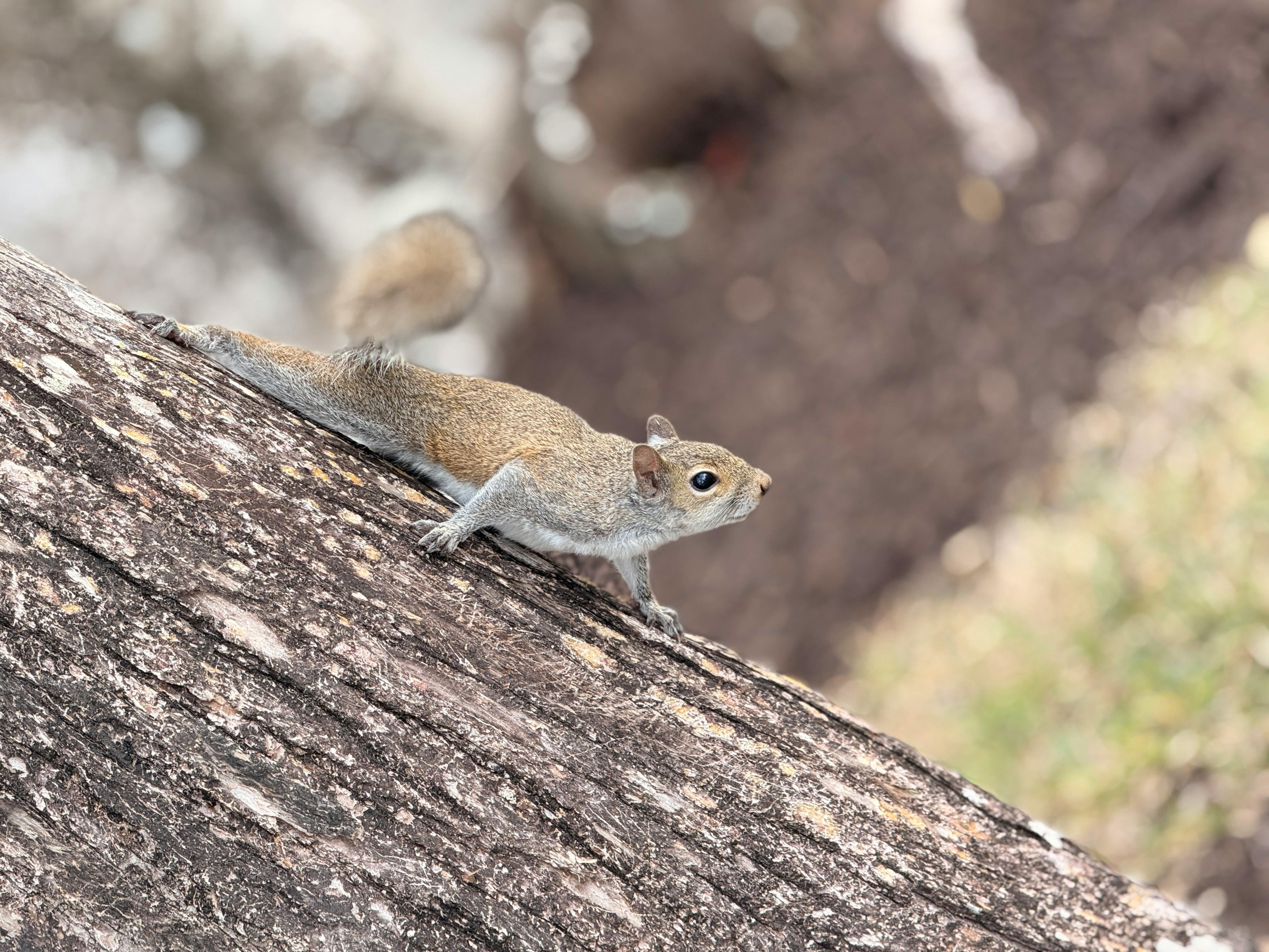 Squirrel climbing a tree in a natural setting · Free Stock Photo