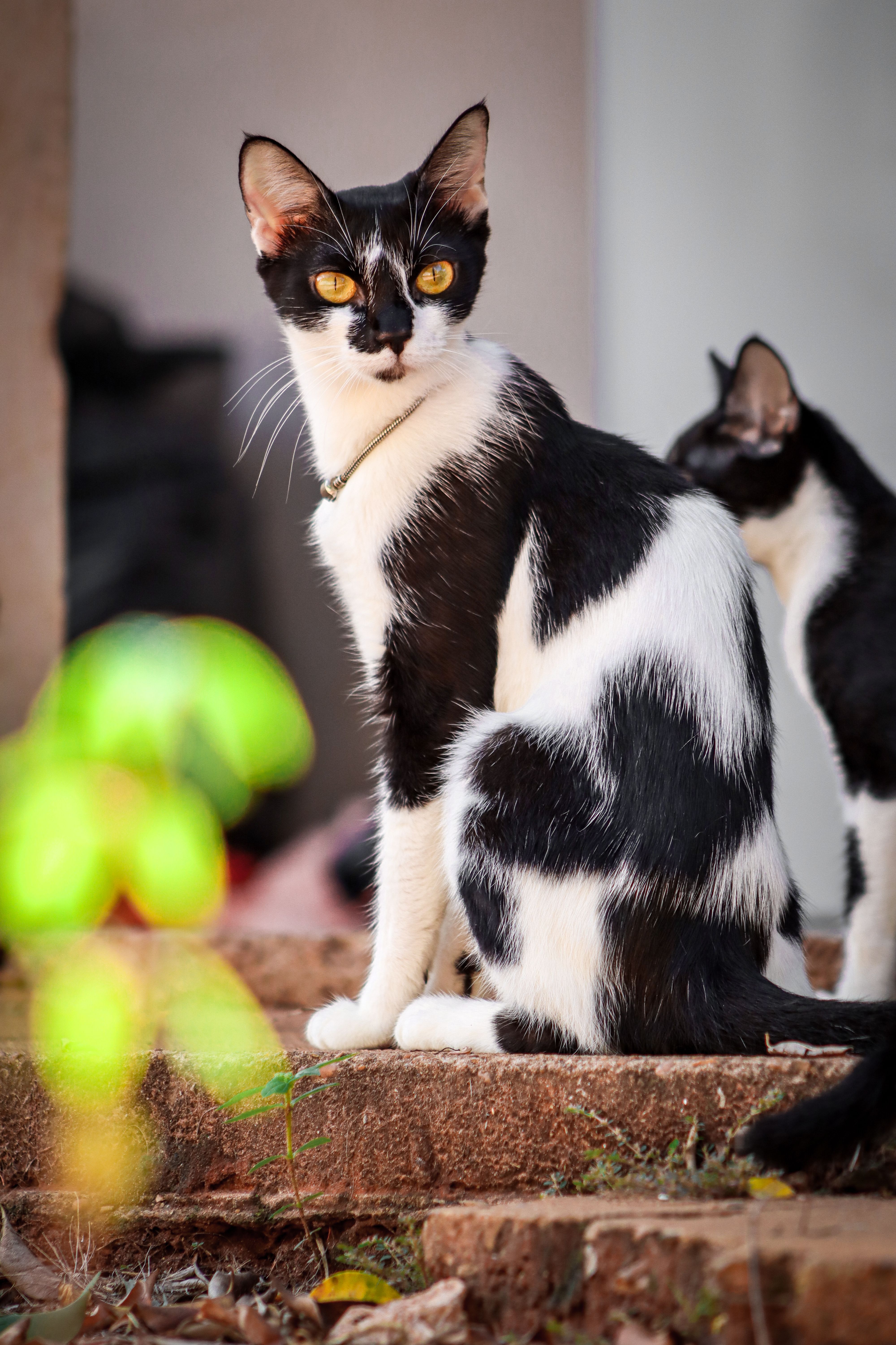 Bicolor Domesticated Cat in Sunlit Outdoors · Free Stock Photo
