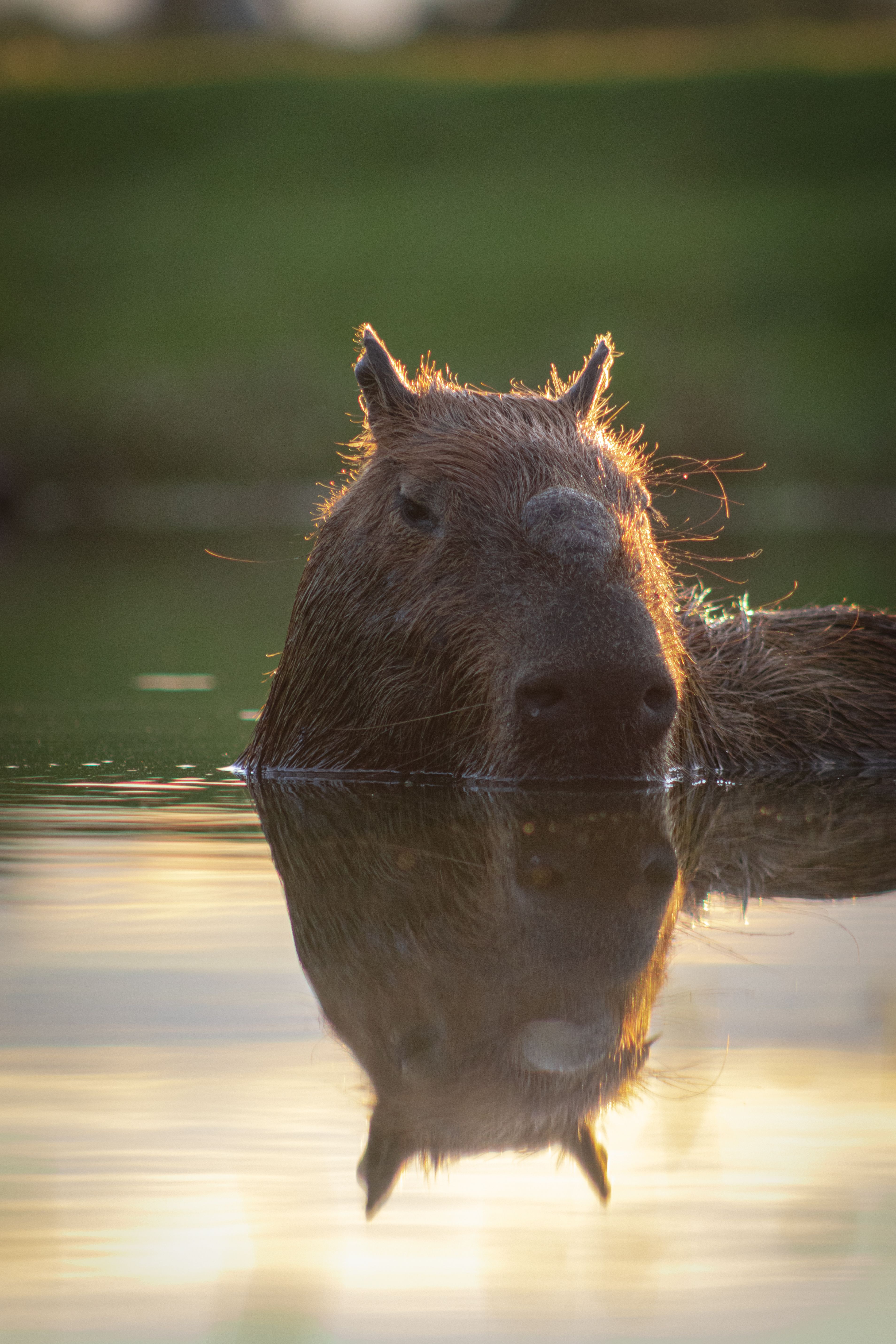 200.000+ melhores imagens de Capybara And Friends · Download 100% ...