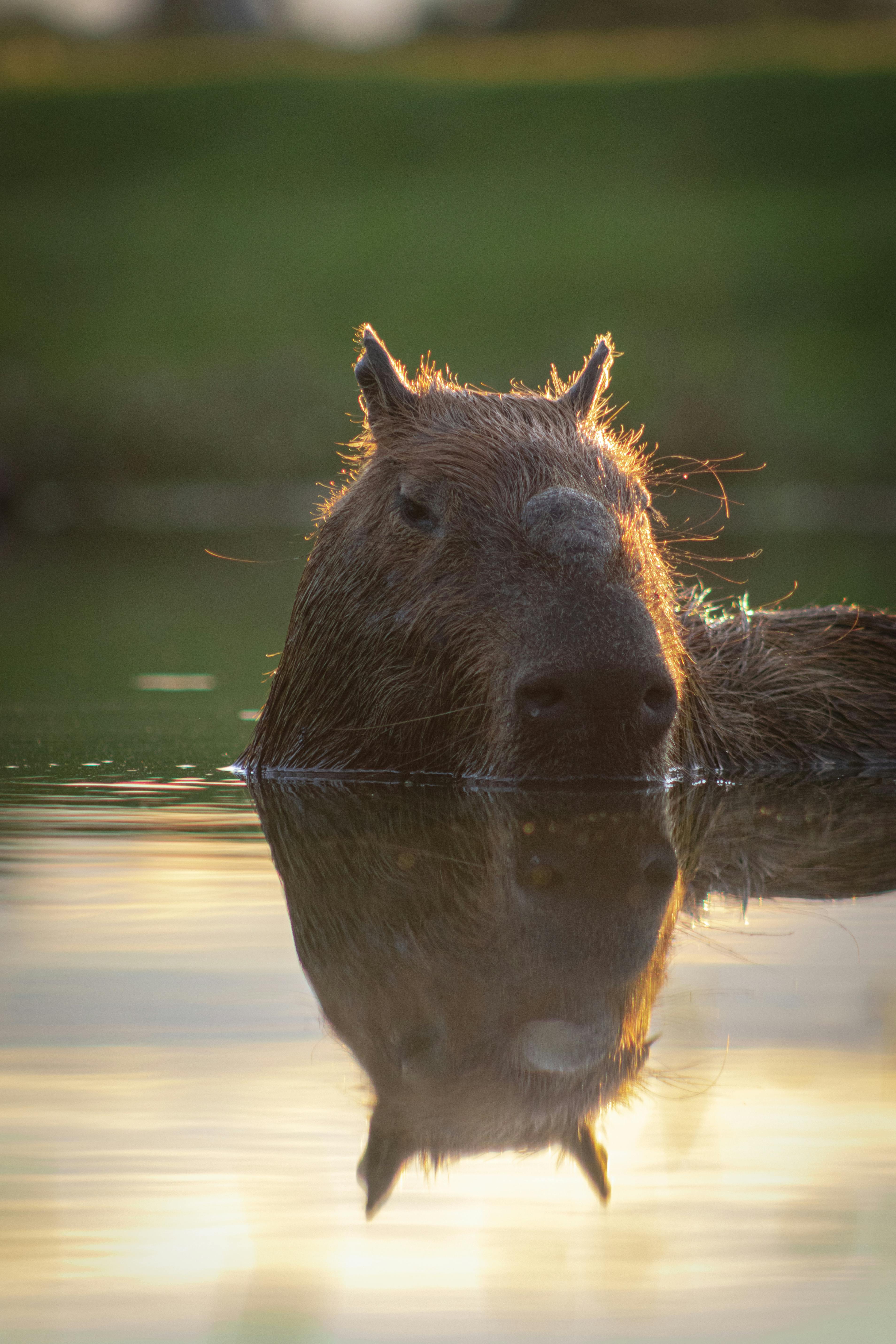 Capybara Relaxing in Sunset Waters at Três Lagoas · Free Stock Photo