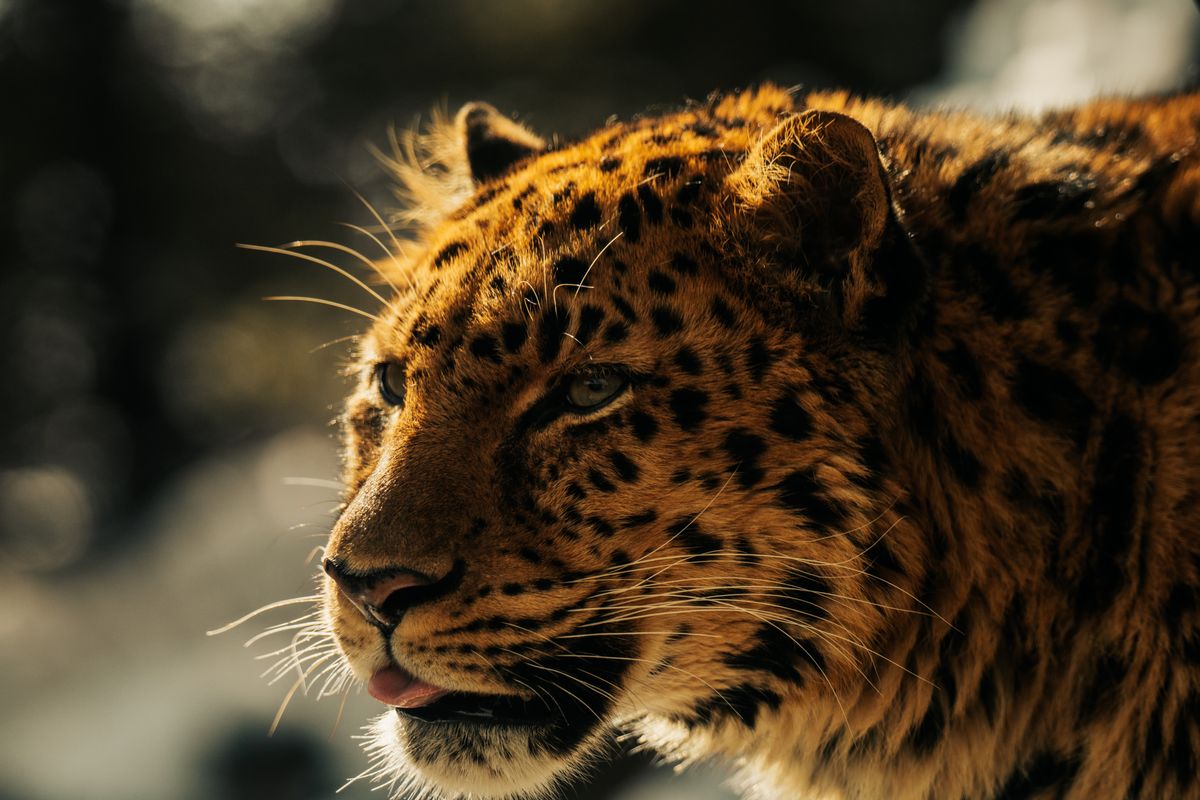 Animals No Background Photos, Download The BEST Free Animals No ...