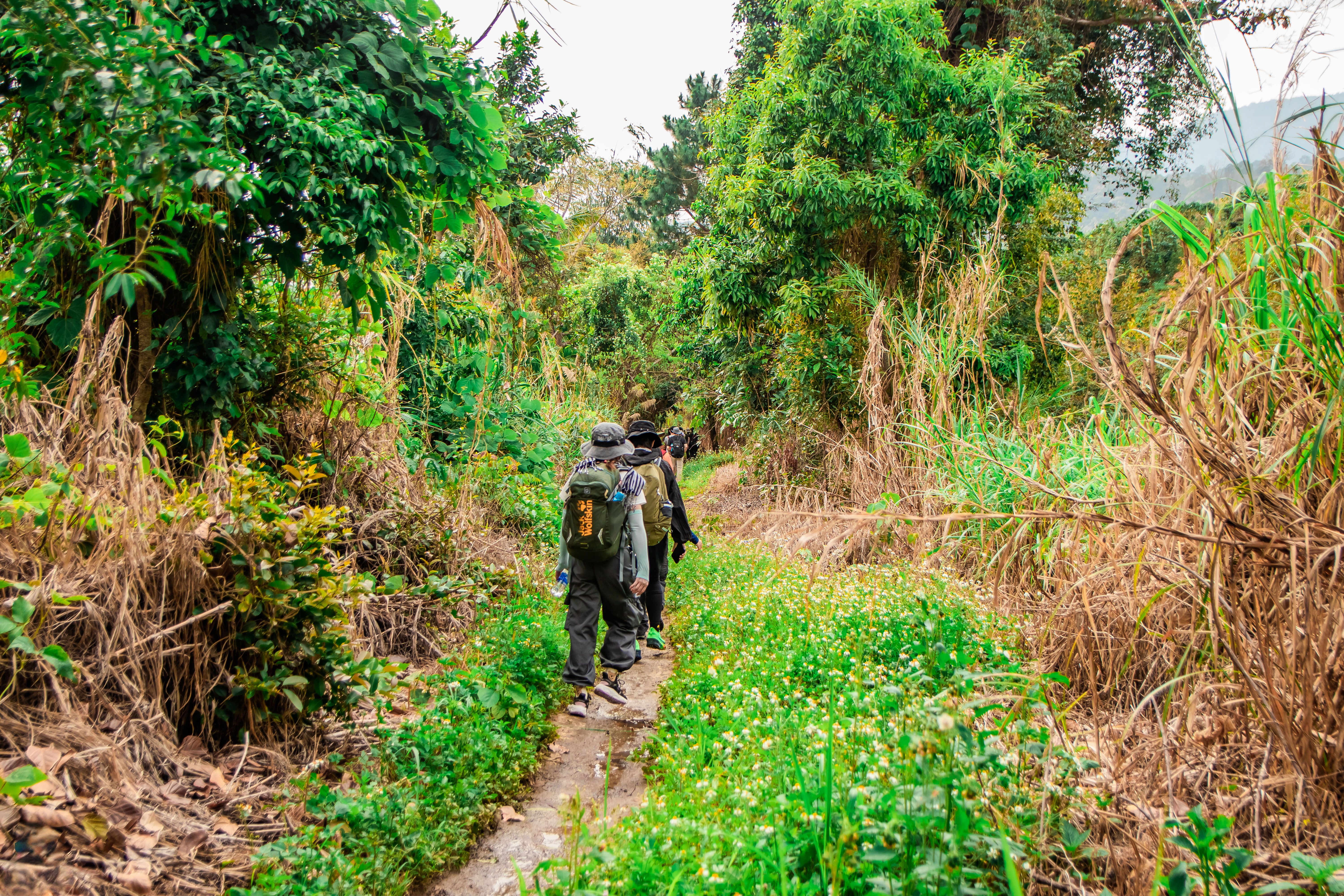 Explorers Trekking Through Lush Greenery in Vietnam · Free Stock Photo