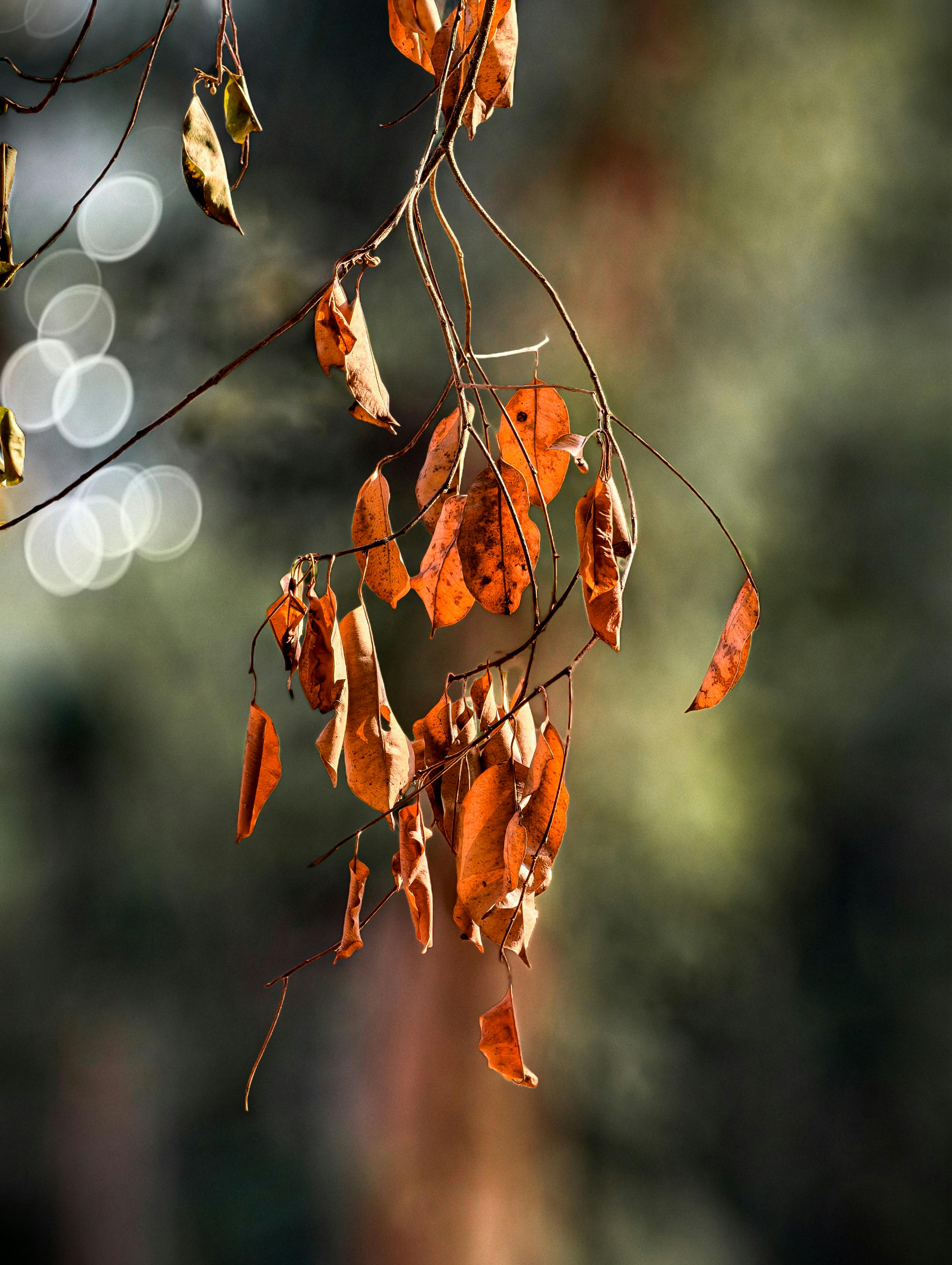 Autumn Leaves in India with Bokeh Effect · Free Stock Photo