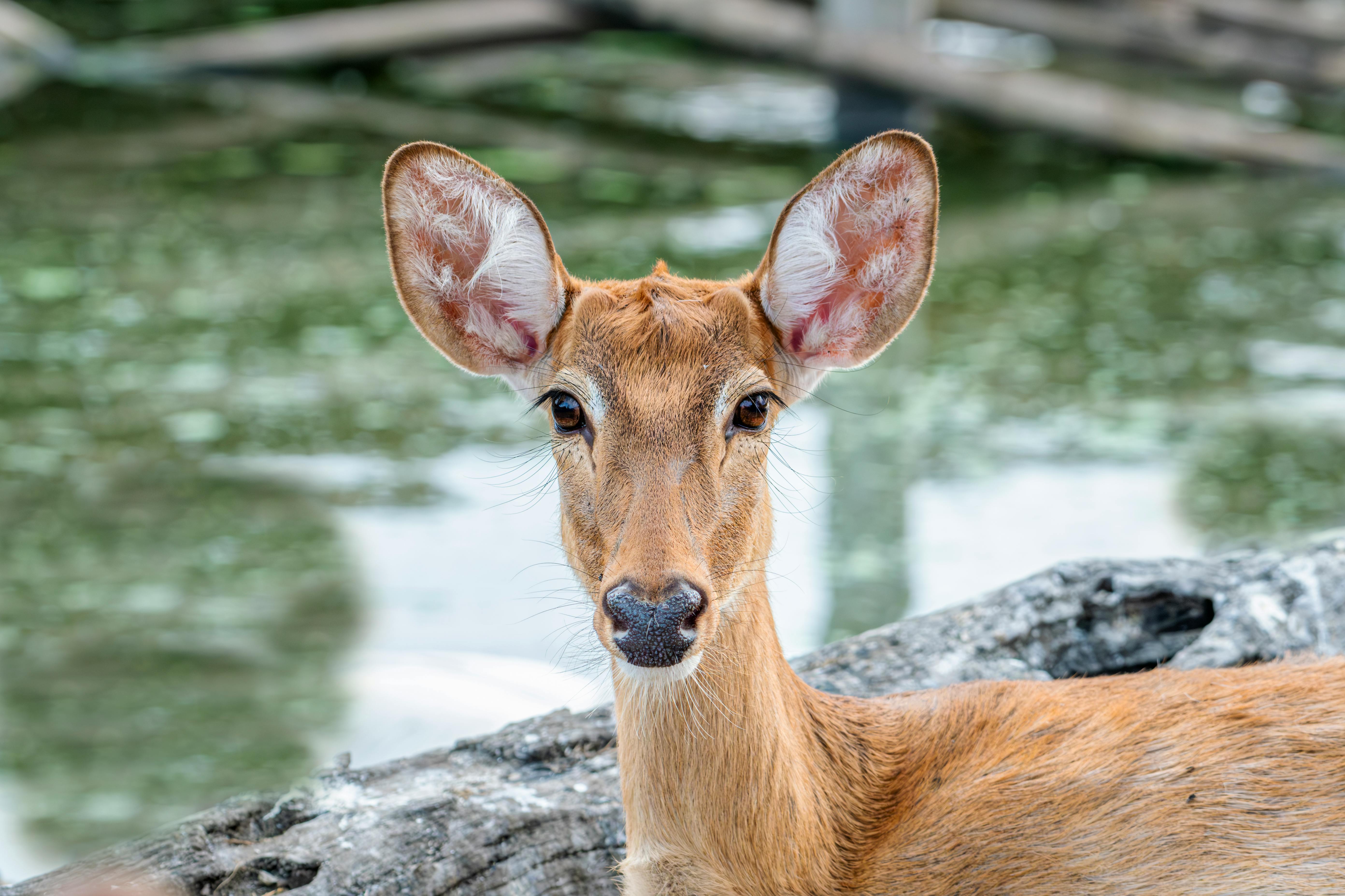 Close-up Portrait of a Relaxed Deer by Water · Free Stock Photo