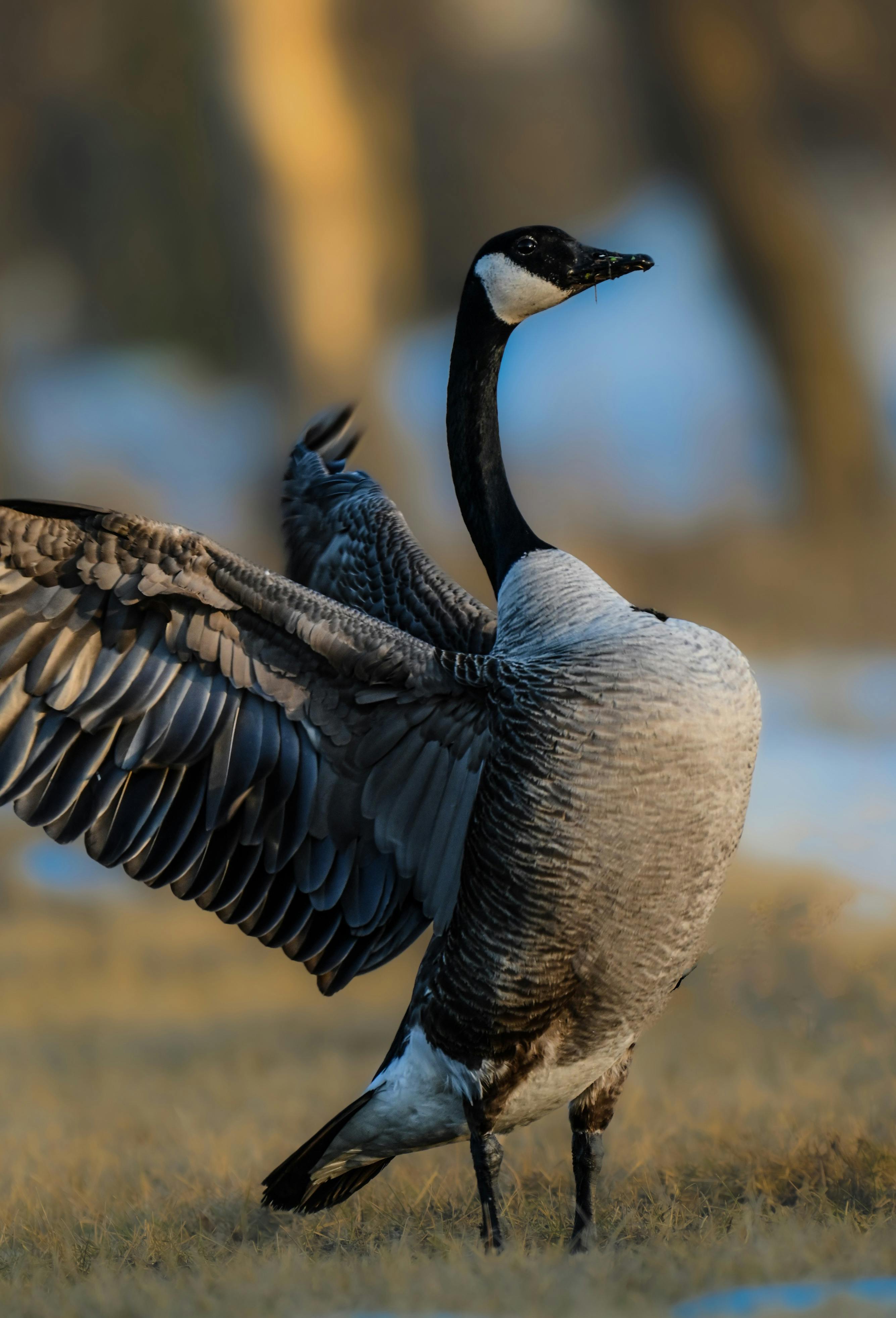 Royalty Free Feathers Photos, Download The BEST Free Royalty Free Feathers Stock Photos & HD Images