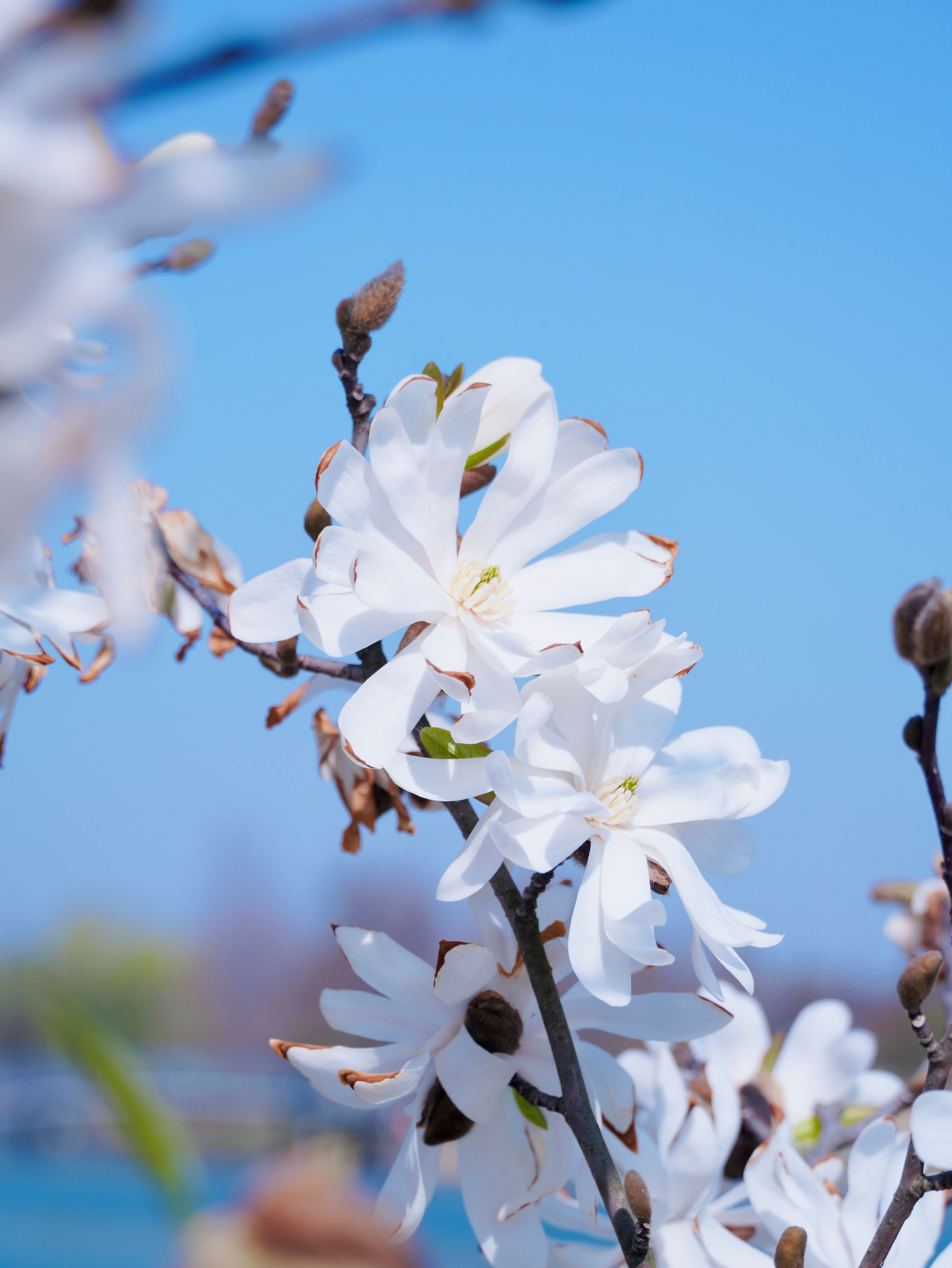 Vibrant Magnolia Blossoms Against Clear Blue Sky · Free Stock Photo