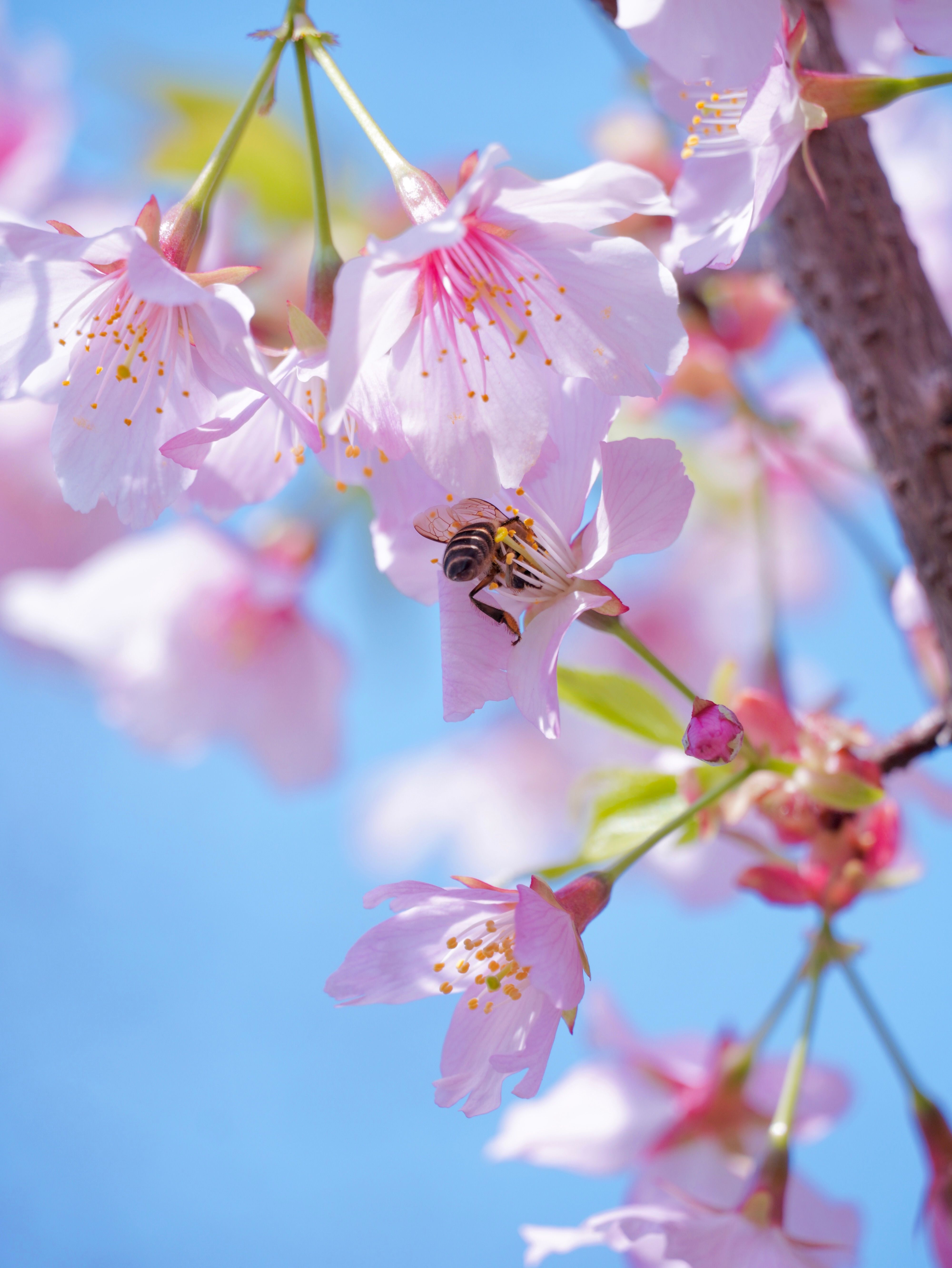 Bee Pollinating Cherry Blossoms in Springtime · Free Stock Photo