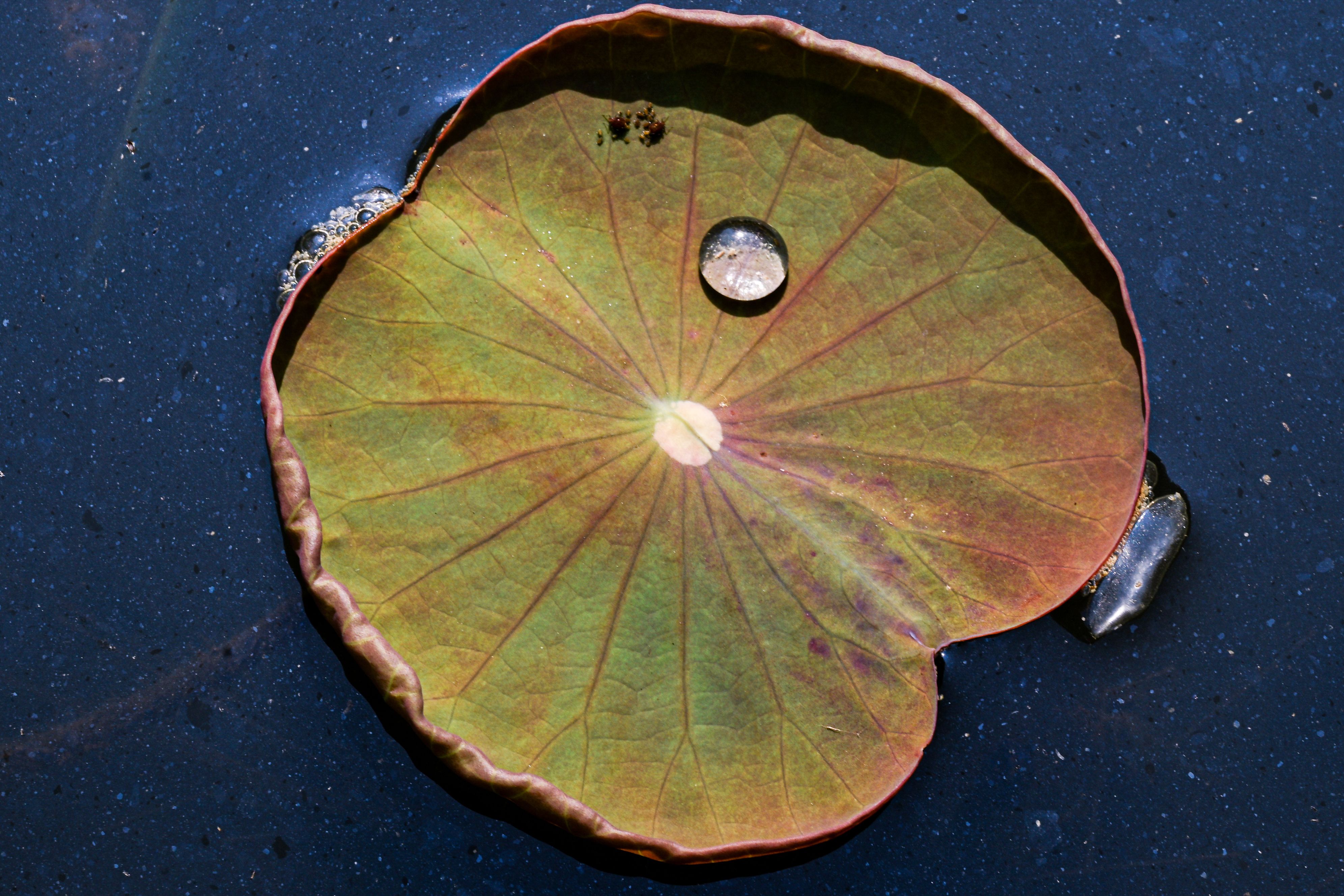 Macro Shot of Water Droplet on Lotus Leaf · Free Stock Photo
