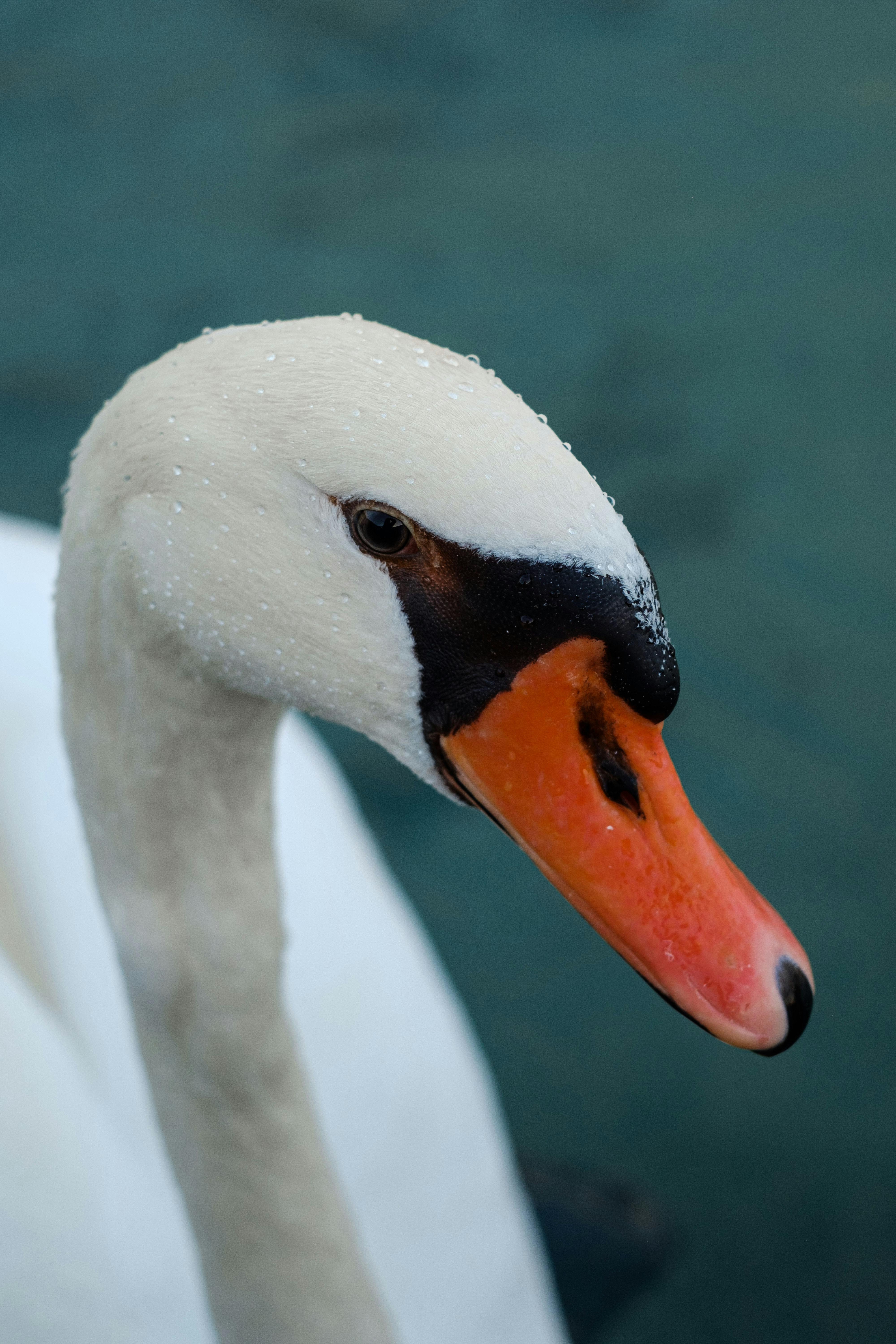 High Resolution Portrait Photos, Download The BEST Free High Resolution ...