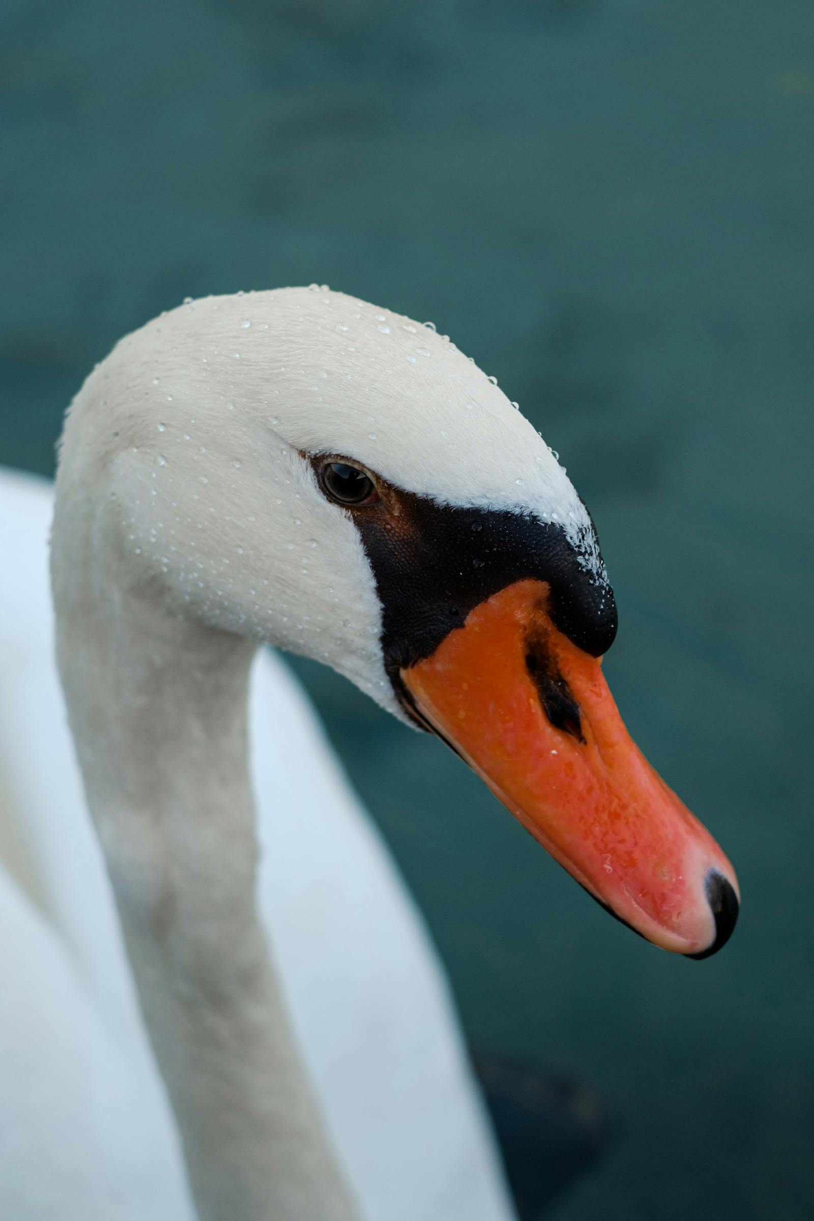 Face Portrait Photos, Download The BEST Free Face Portrait Stock Photos ...