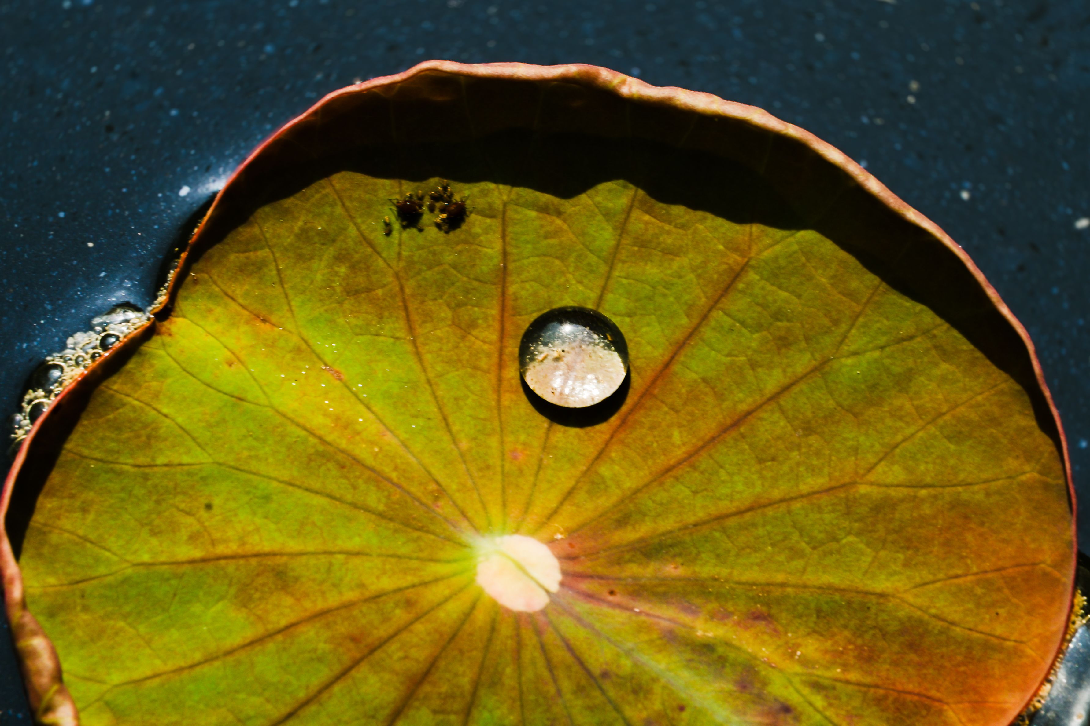 Vibrant Lotus Leaf with Water Droplet on Pond Surface · Free Stock Photo