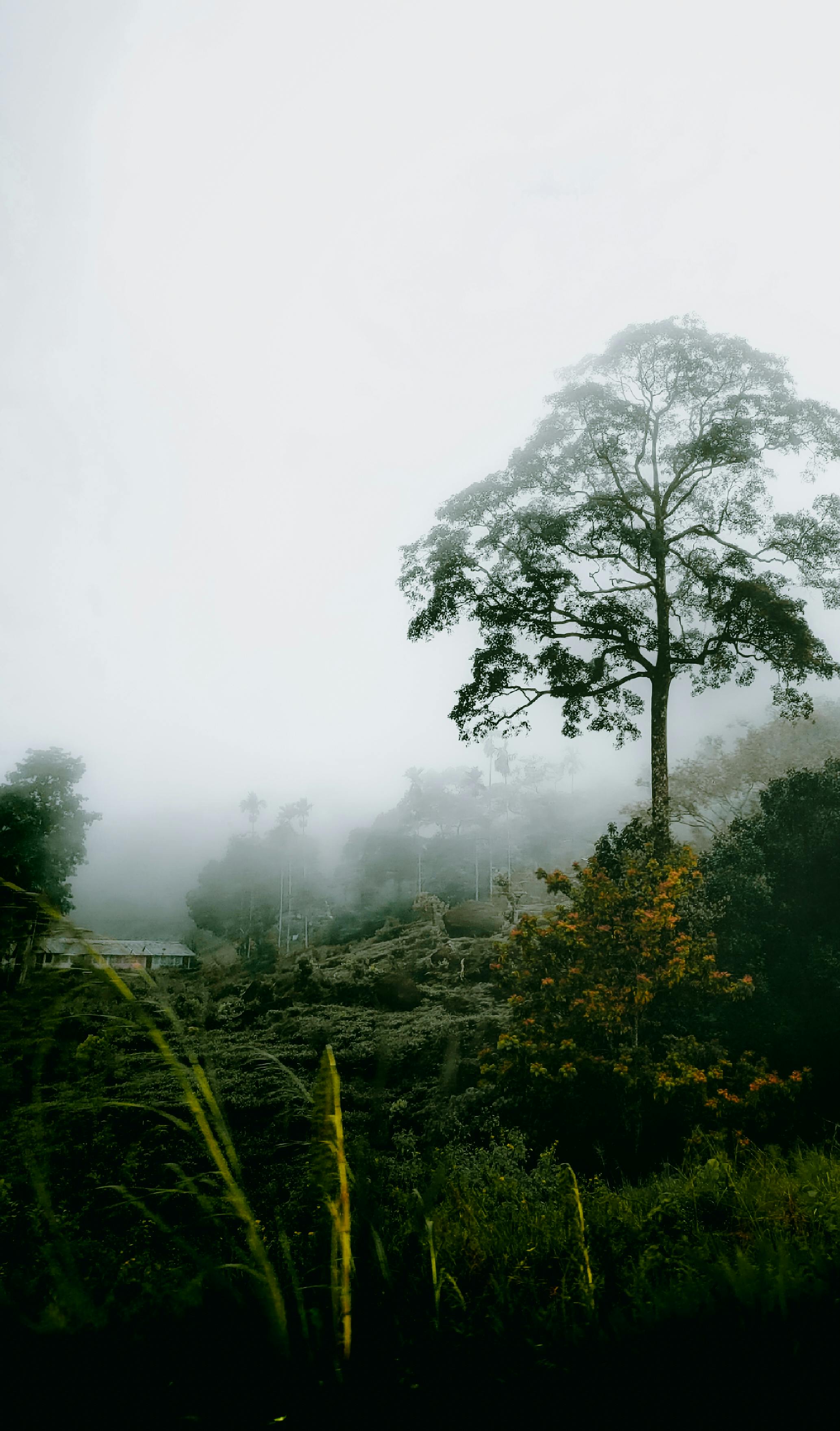 Fogg Photos, Download The BEST Free Fogg Stock Photos & HD Images