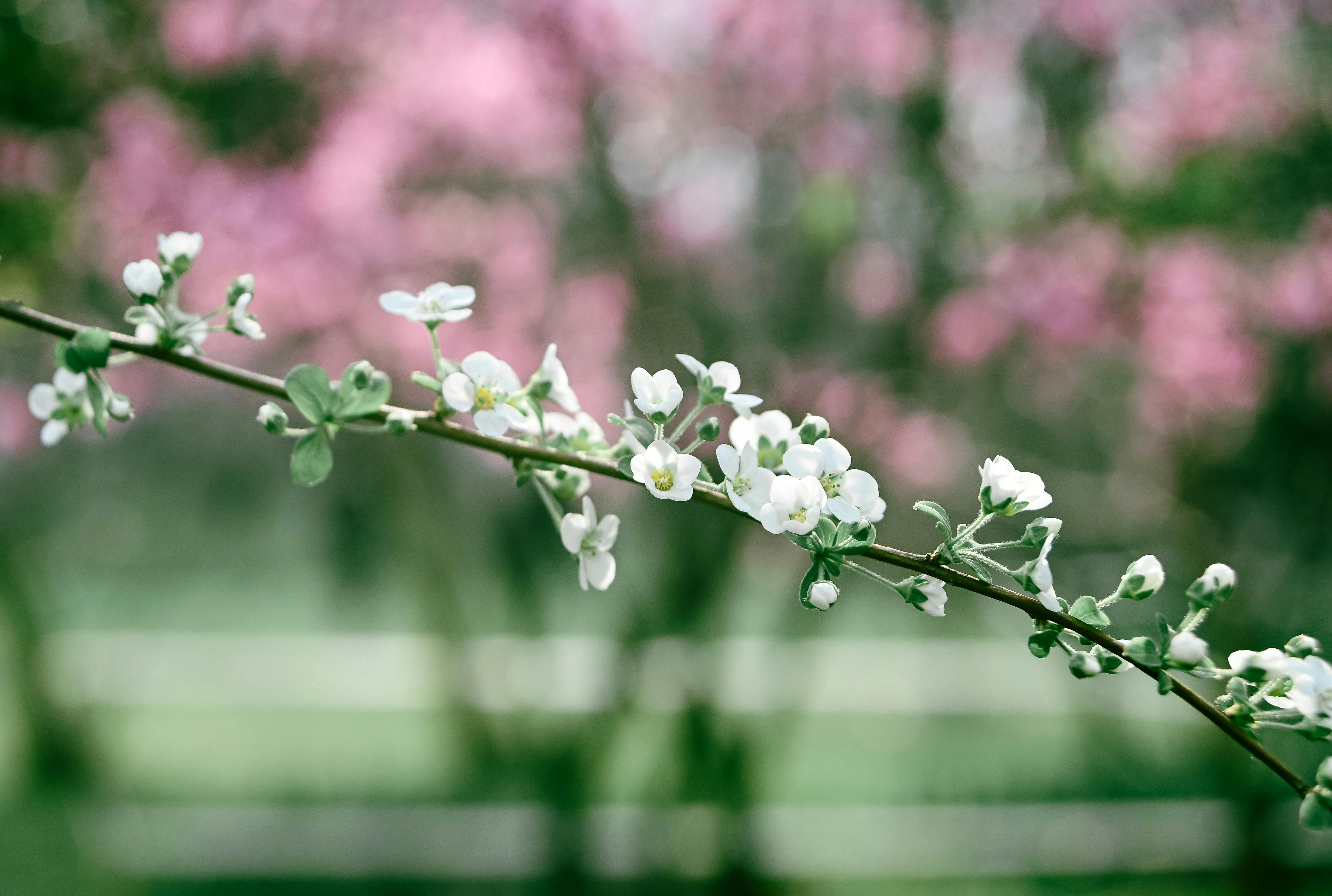 Beautiful Plum Blossoms in Nanjing Spring · Free Stock Photo