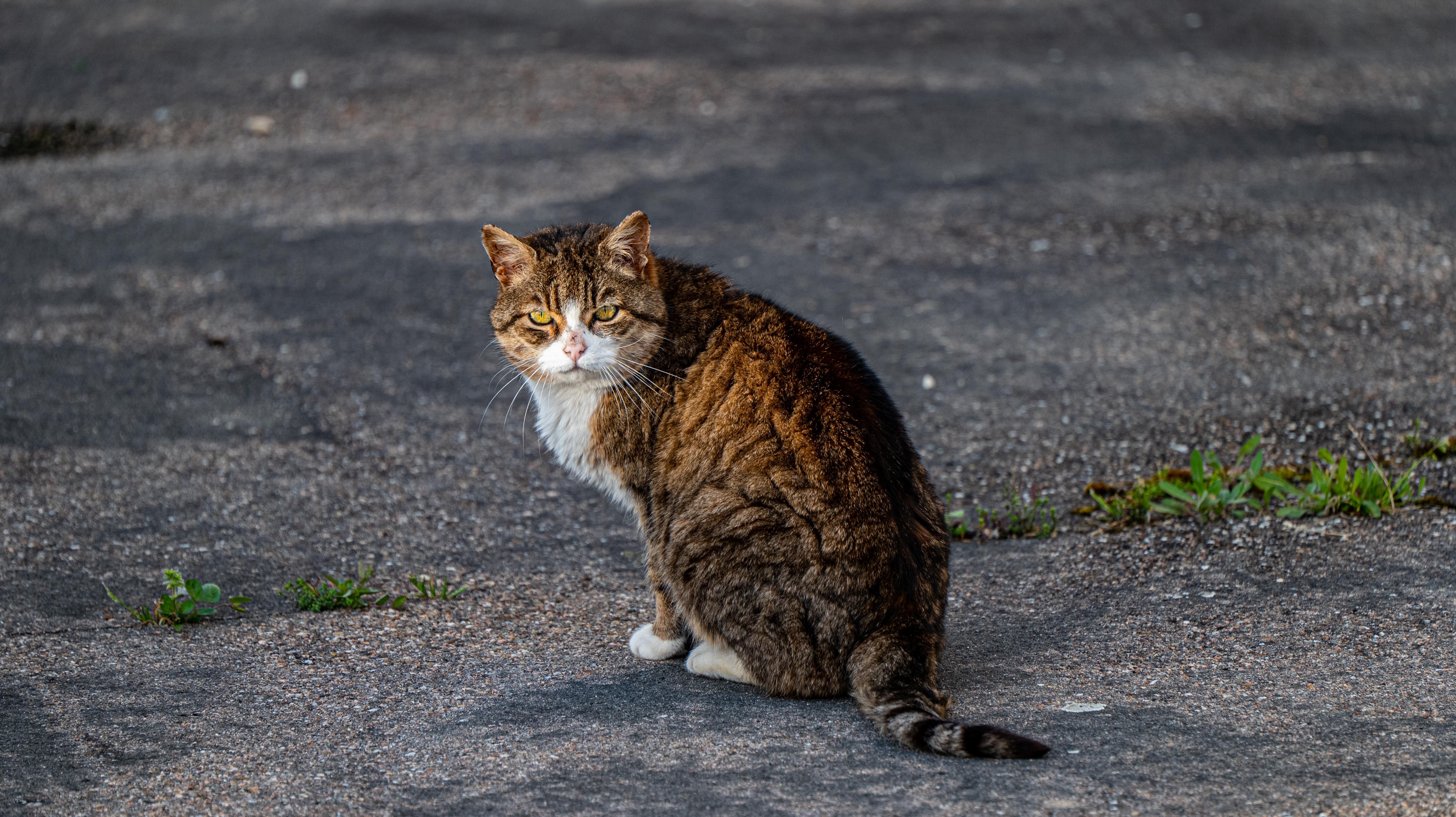 Gato Atigrado Sentado En La Acera Al Aire Libre · Foto de stock gratuita