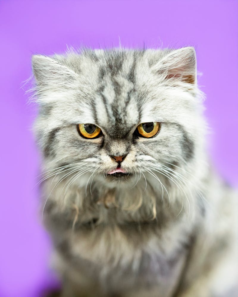 Cat Image Photos, Download The BEST Free Cat Image Stock Photos & HD Images