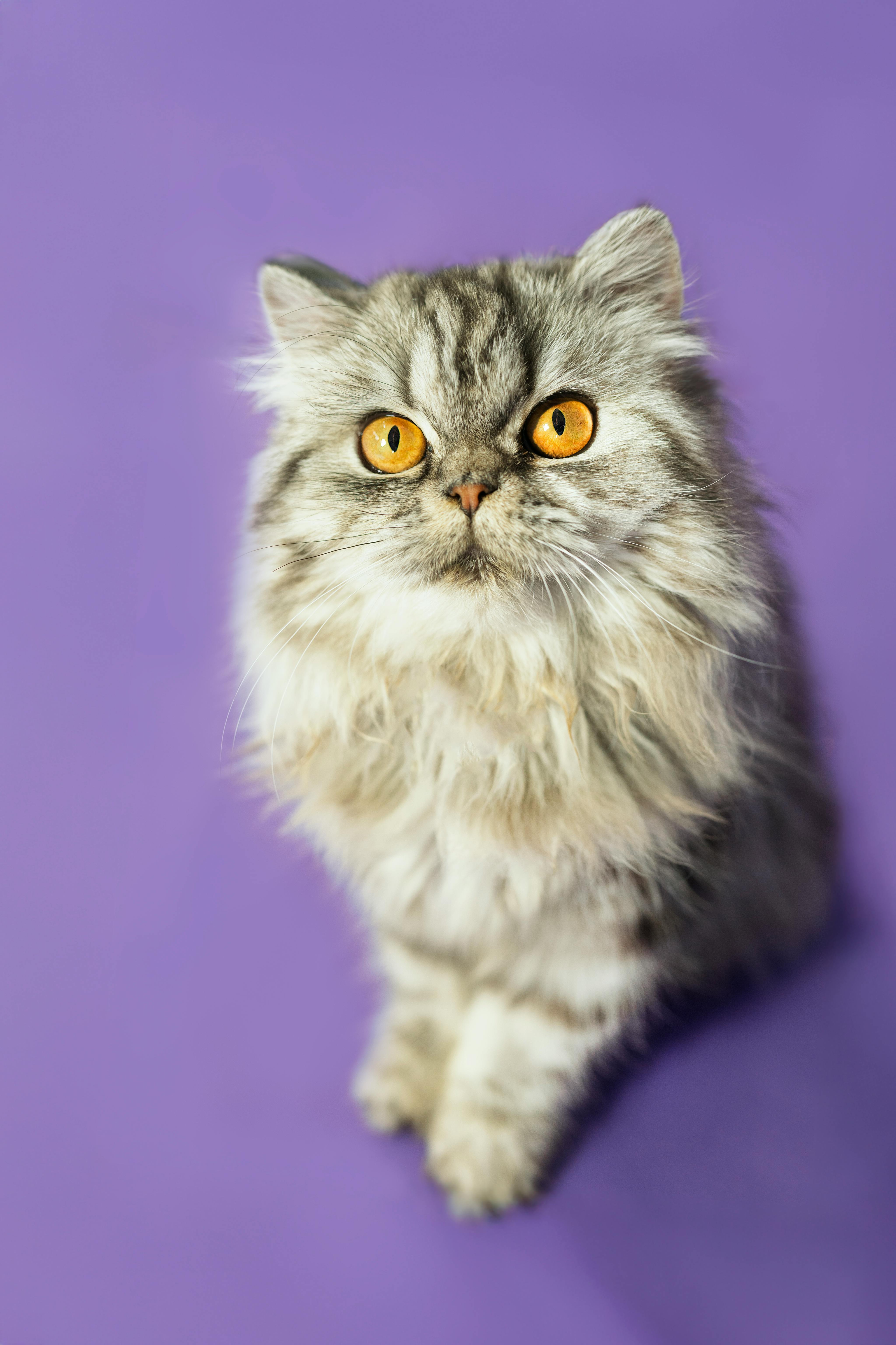 Beluga Cats Photos, Download The BEST Free Beluga Cats Stock Photos ...