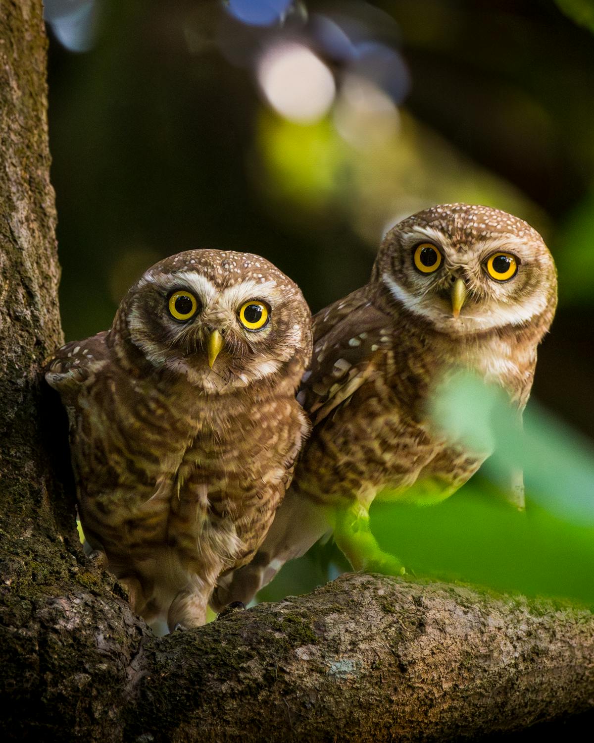 Spotted Owl In Trees Photos, Download The BEST Free Spotted Owl In ...