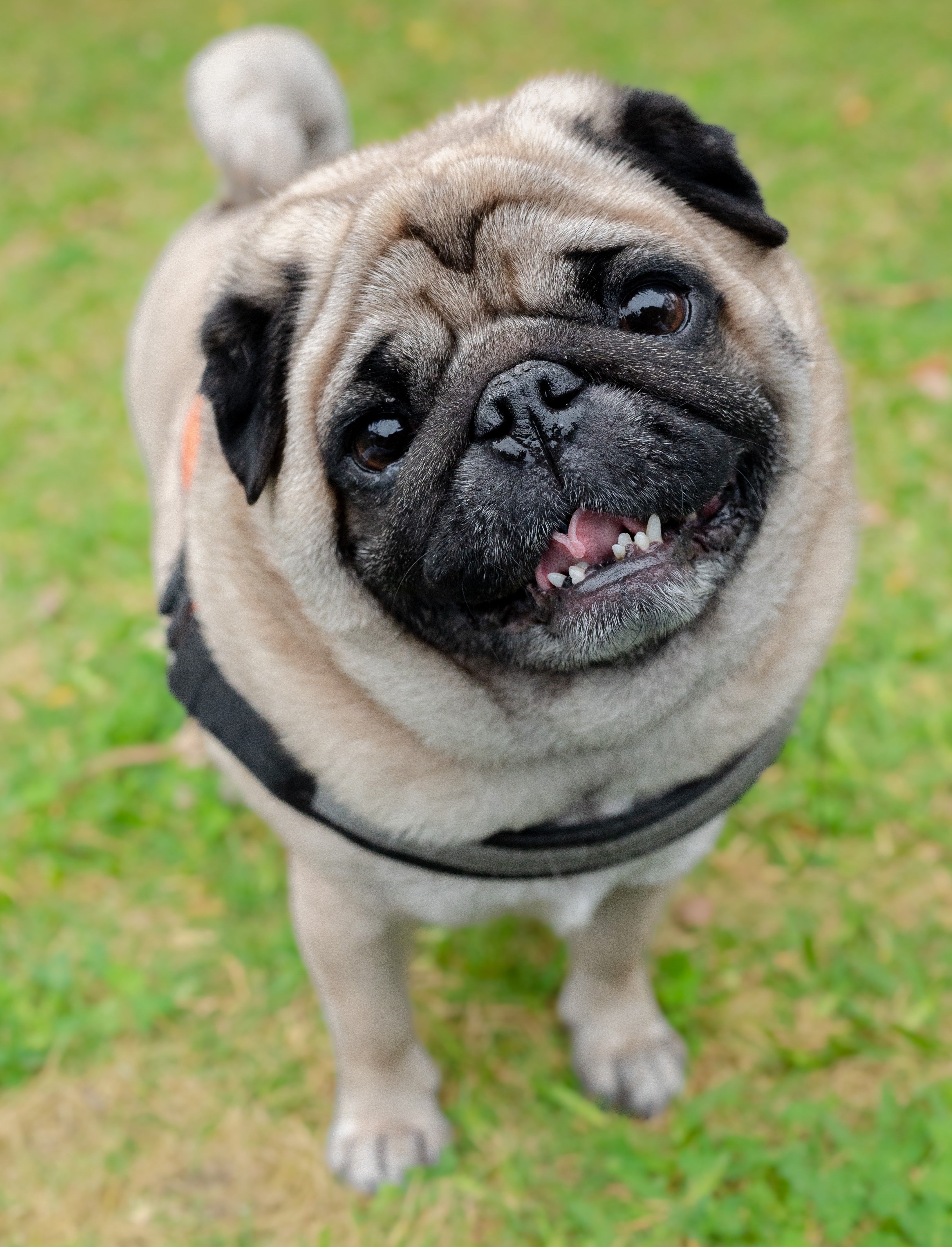 Cheerful Pug in Lush Green Park Setting · Free Stock Photo