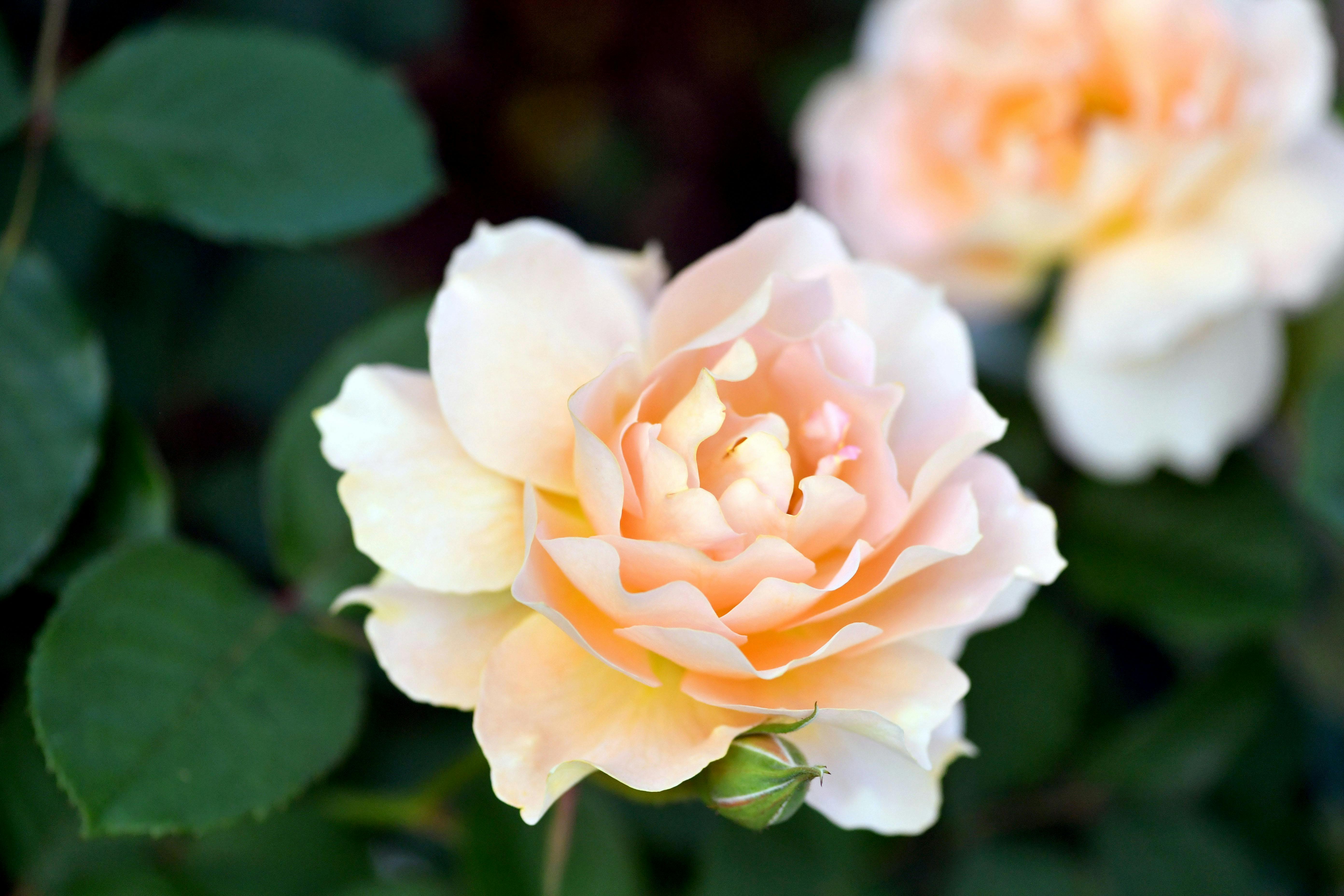 Primer Plano De Una Rosa De Durazno En Un Jardín · Foto de stock gratuita