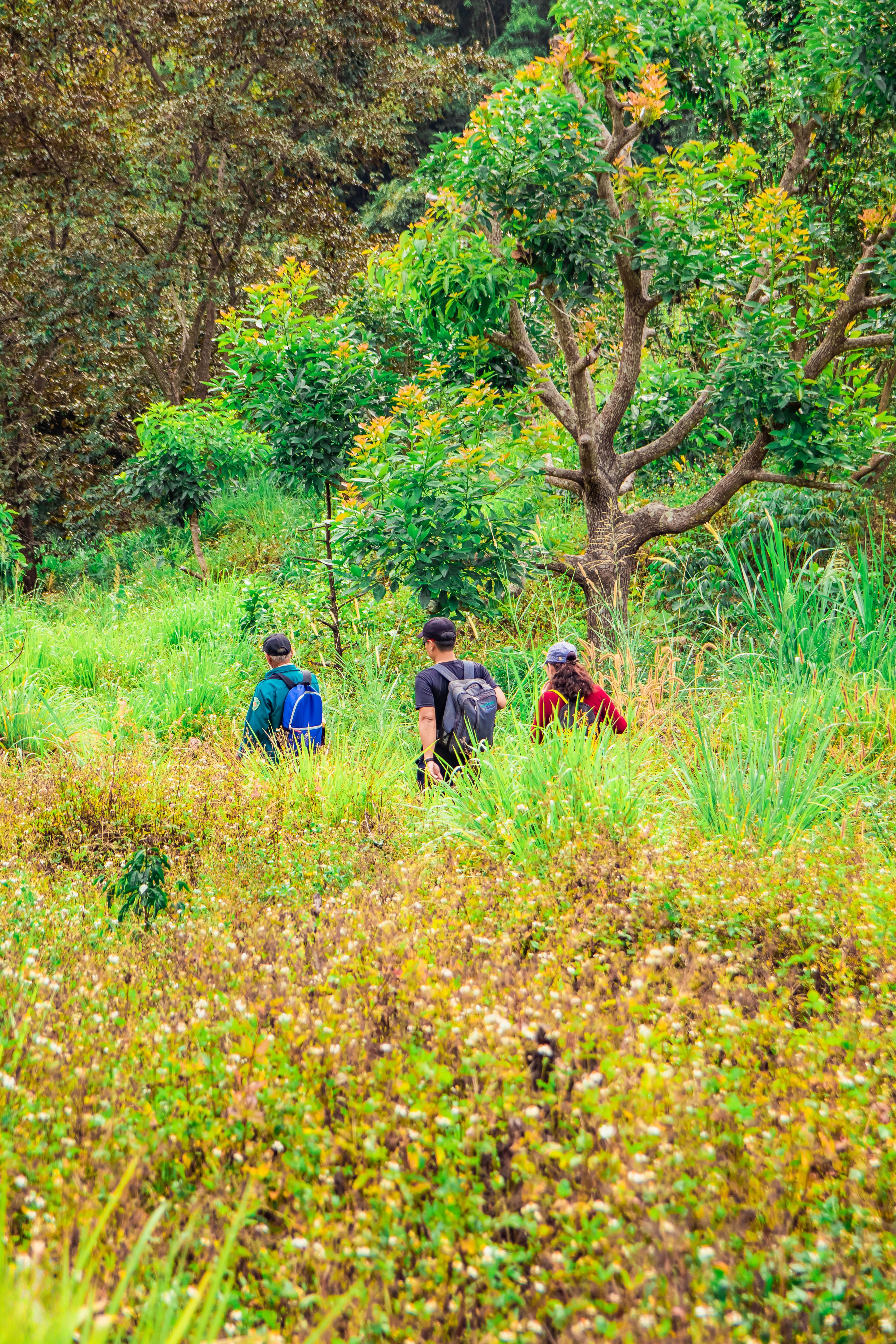 Hikers Exploring Lush Greenery in Lâm Đồng, Vietnam · Free Stock Photo
