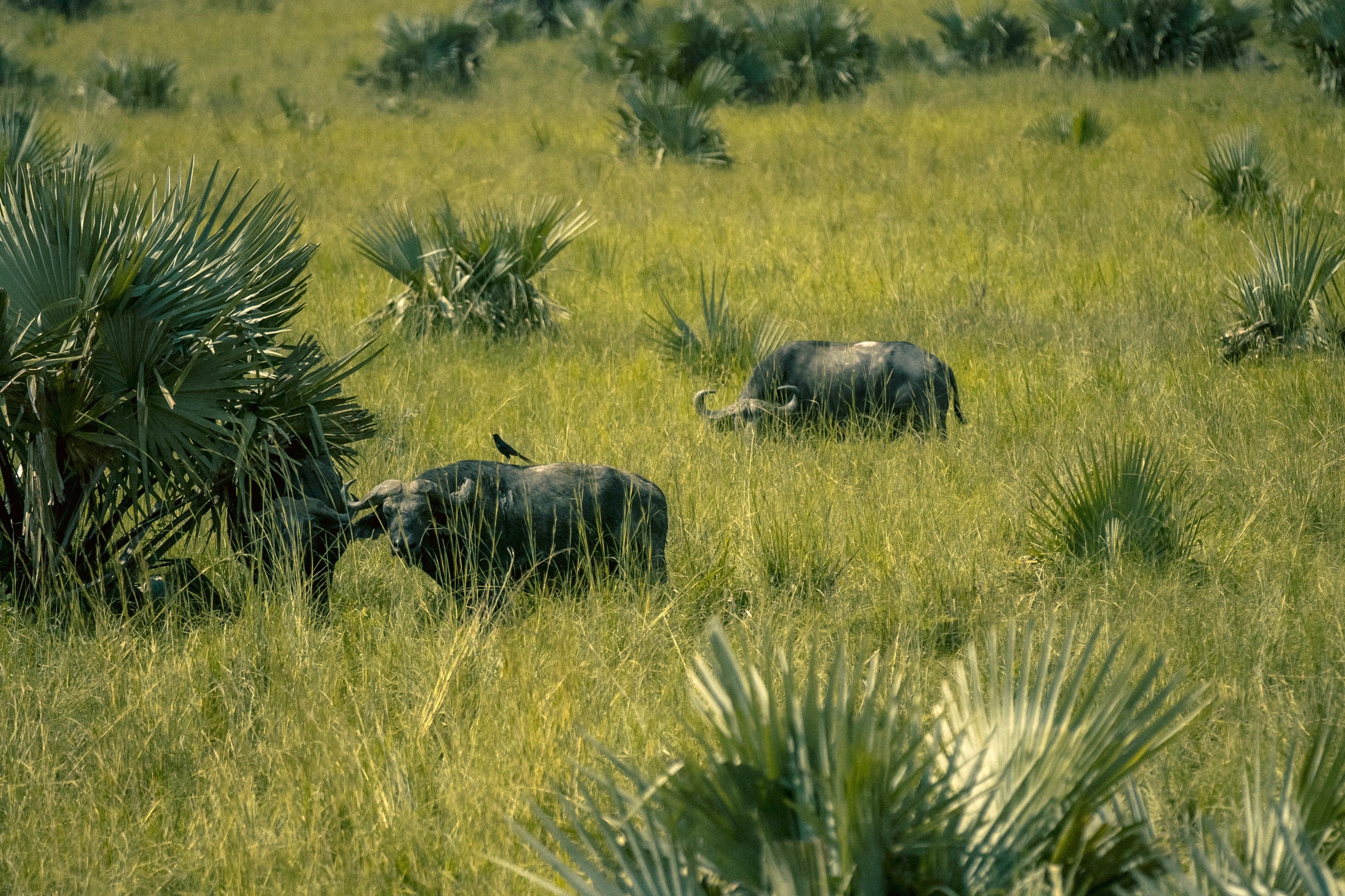 Wild African Bush Scenery with Buffalo Herd · Free Stock Photo
