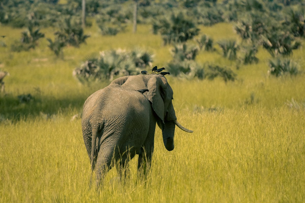 African+Shrek+Pics Photos, Download The BEST Free African+Shrek+Pics ...