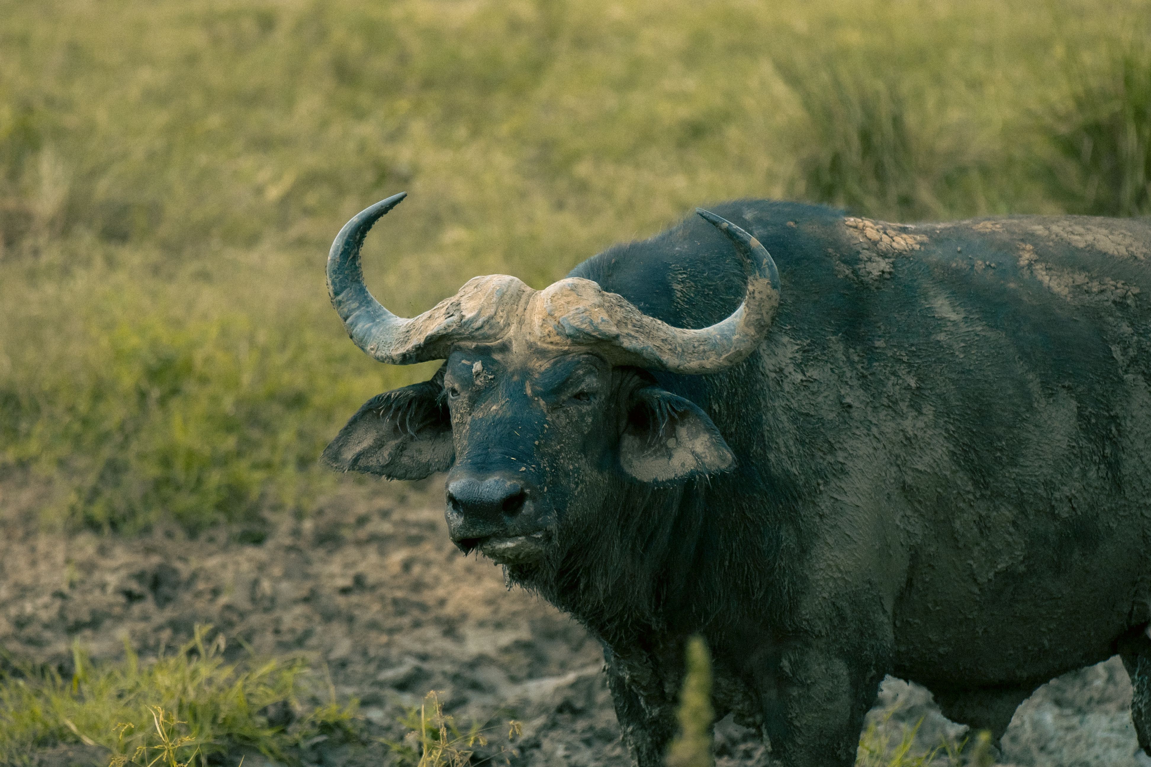 Cape Buffalo Photos, Download The BEST Free Cape Buffalo Stock Photos ...