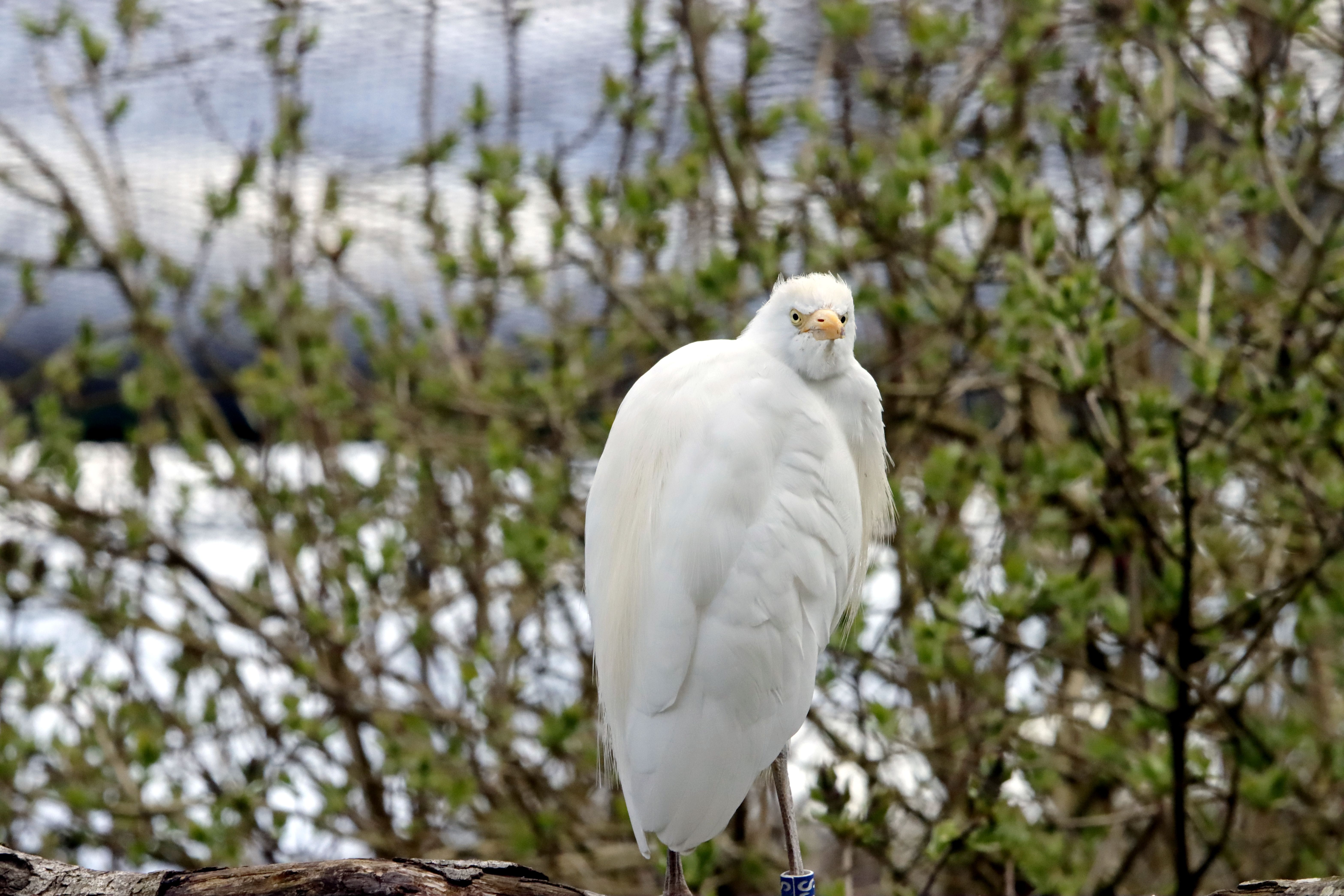 Majestic White Egret in Natural Habitat · Free Stock Photo